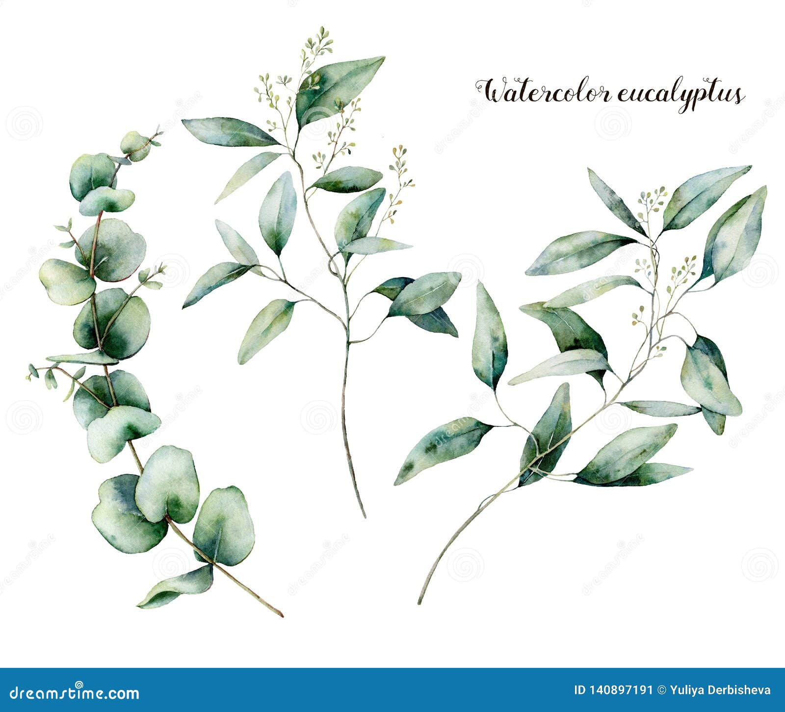 Watercolor Seeded Eucalyptus Set. Hand Painted Eucalyptus Branch And ... Watercolor Seeded Eucalyptus Set. Hand Painted Eucalyptus Branch And ...