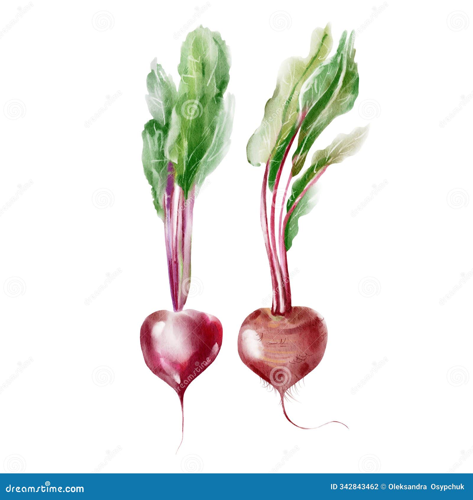 Watercolor Set with Different Beets Stock Illustration - Illustration ...