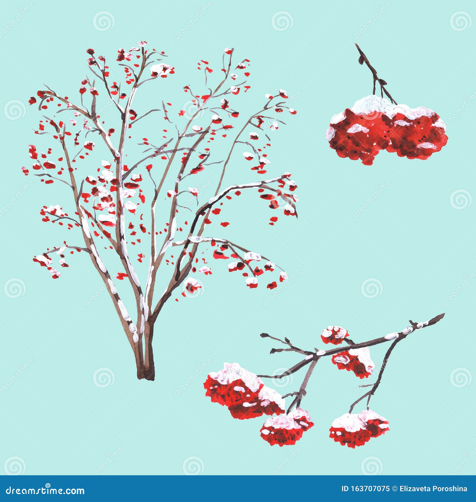 Watercolor Set of Forest Rowan Tree and Rowan Berries Isolated on a ...