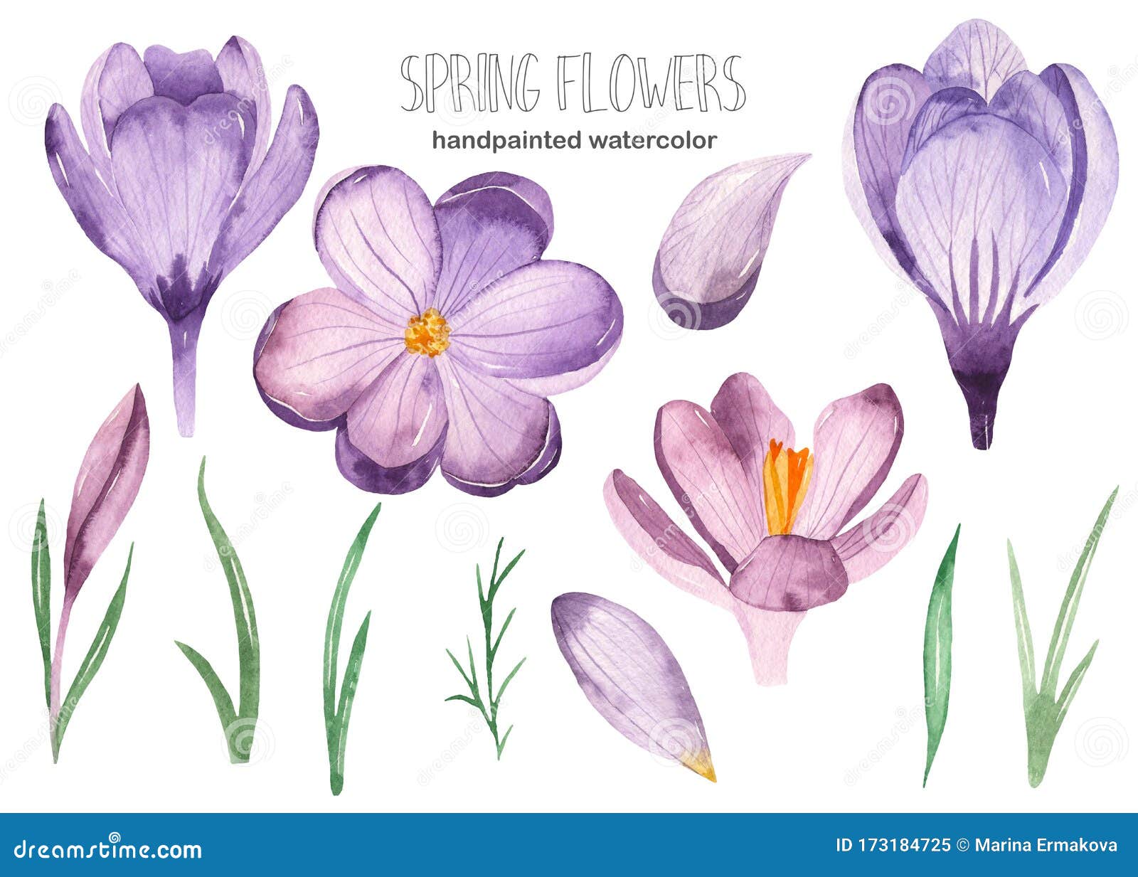 Spring Crocus Border Cartoon Vector | CartoonDealer.com #51782627