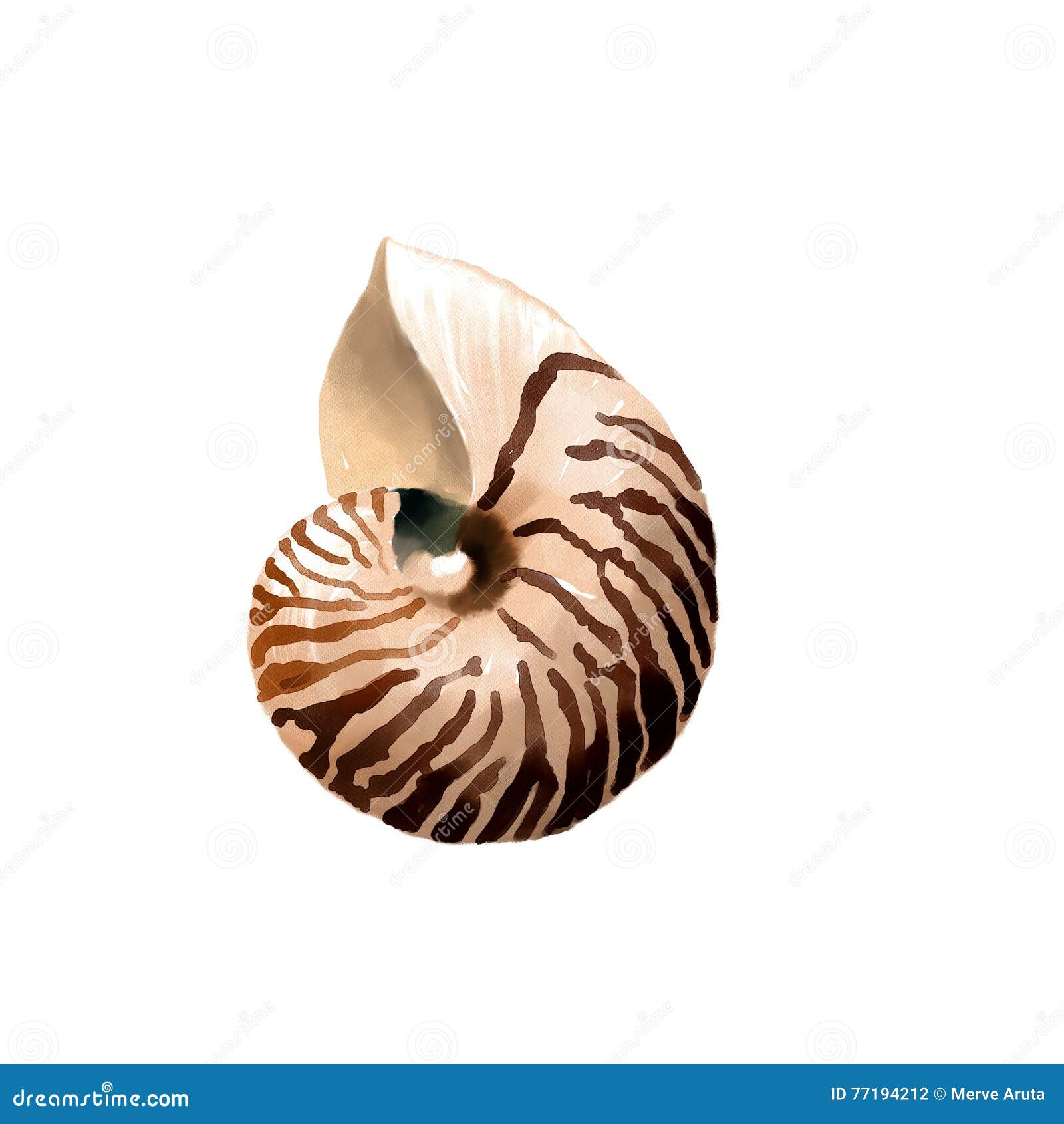 Watercolor Sea Shell Isolated Clip Art Vector | CartoonDealer.com #75553669