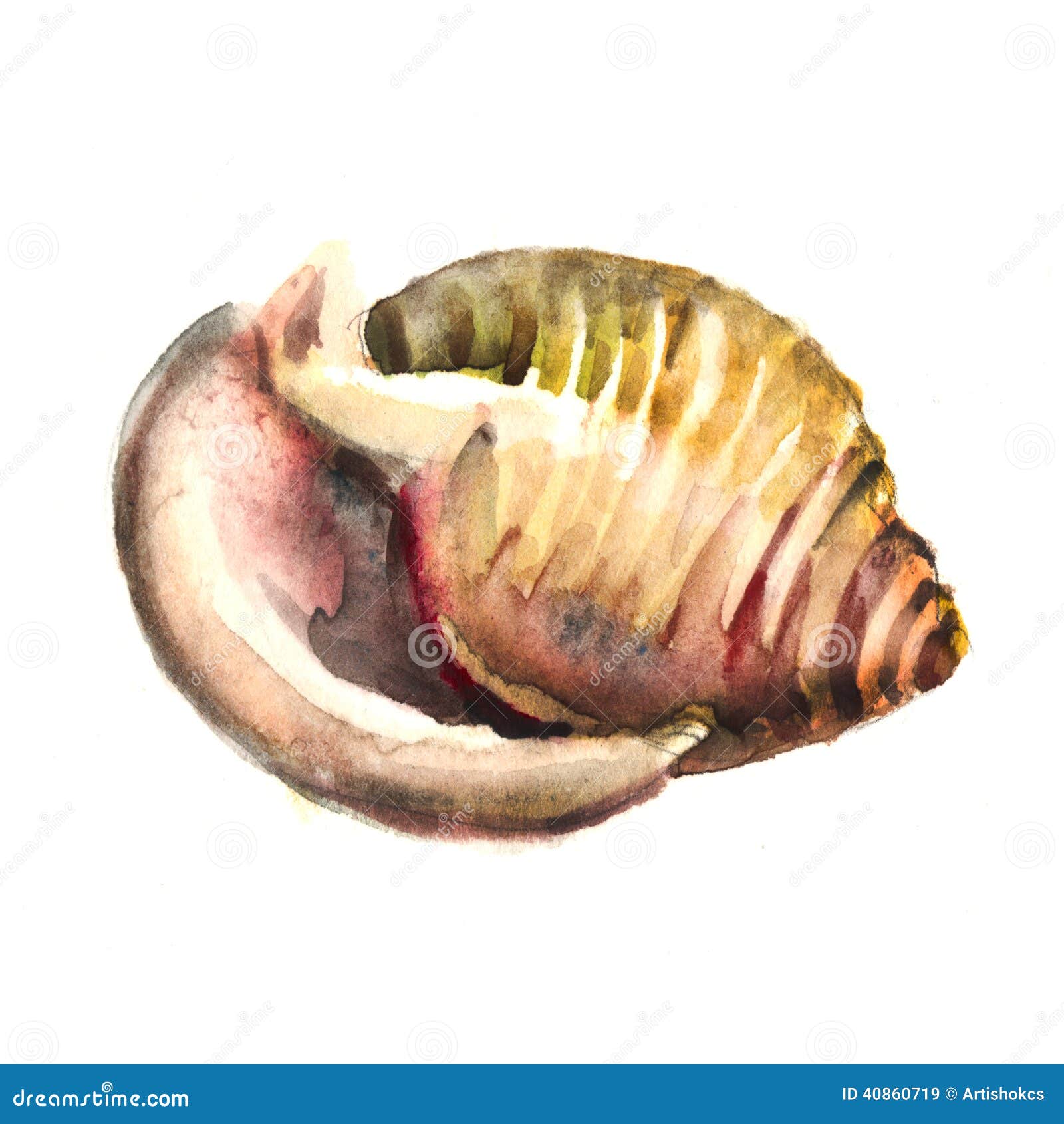 Watercolor Shell stock vector. Illustration of shell - 40860719