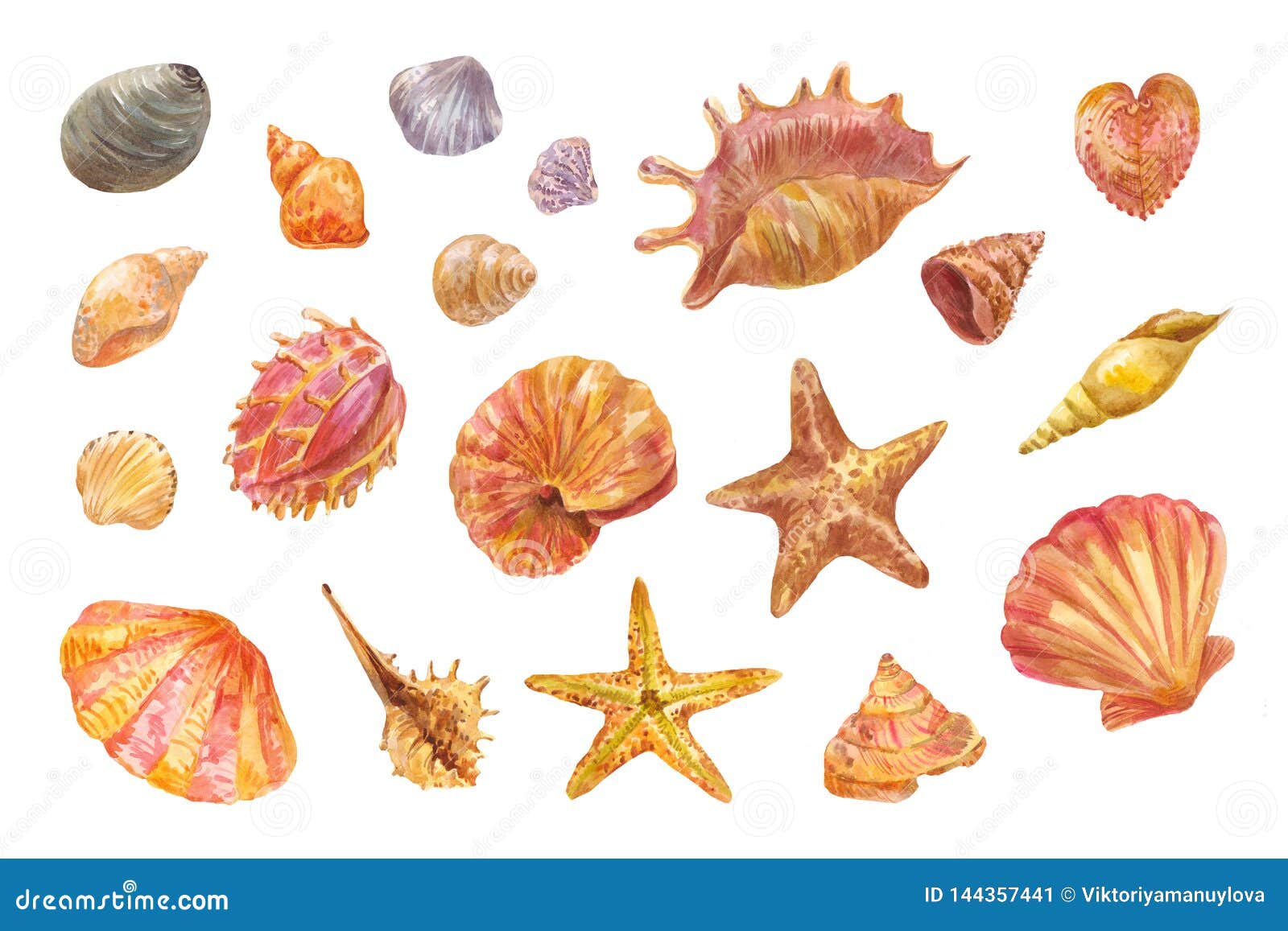 Watercolor Shells Isolated on White. Set of Hand-drawn Element Stock ...