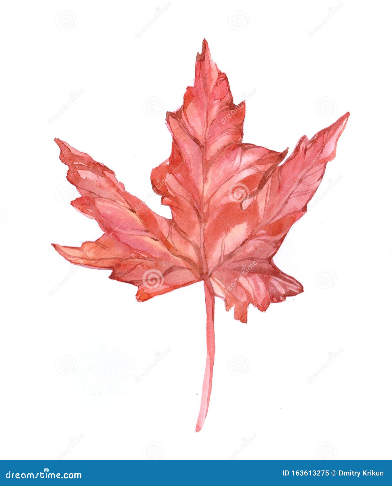 Watercolor Single Maple Leaf Isolate Stock Illustration - Illustration ...