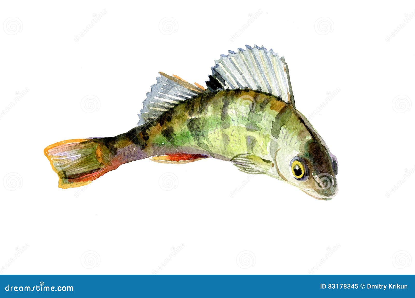 Watercolor Single Perch Fish Isolated Stock Illustration - Illustration ...