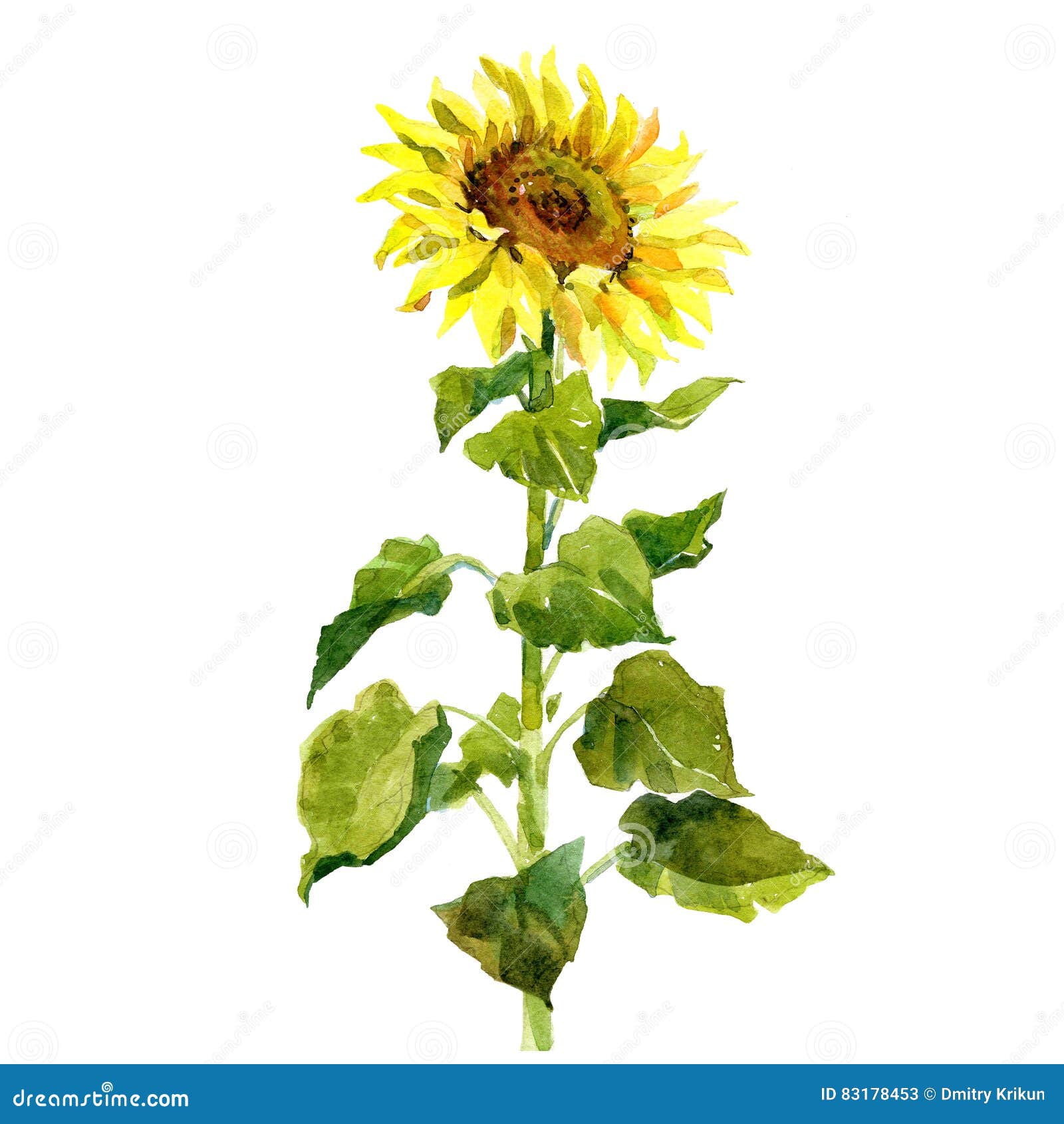 Watercolor Single Sunflower Isolated Stock Illustration - Illustration ...