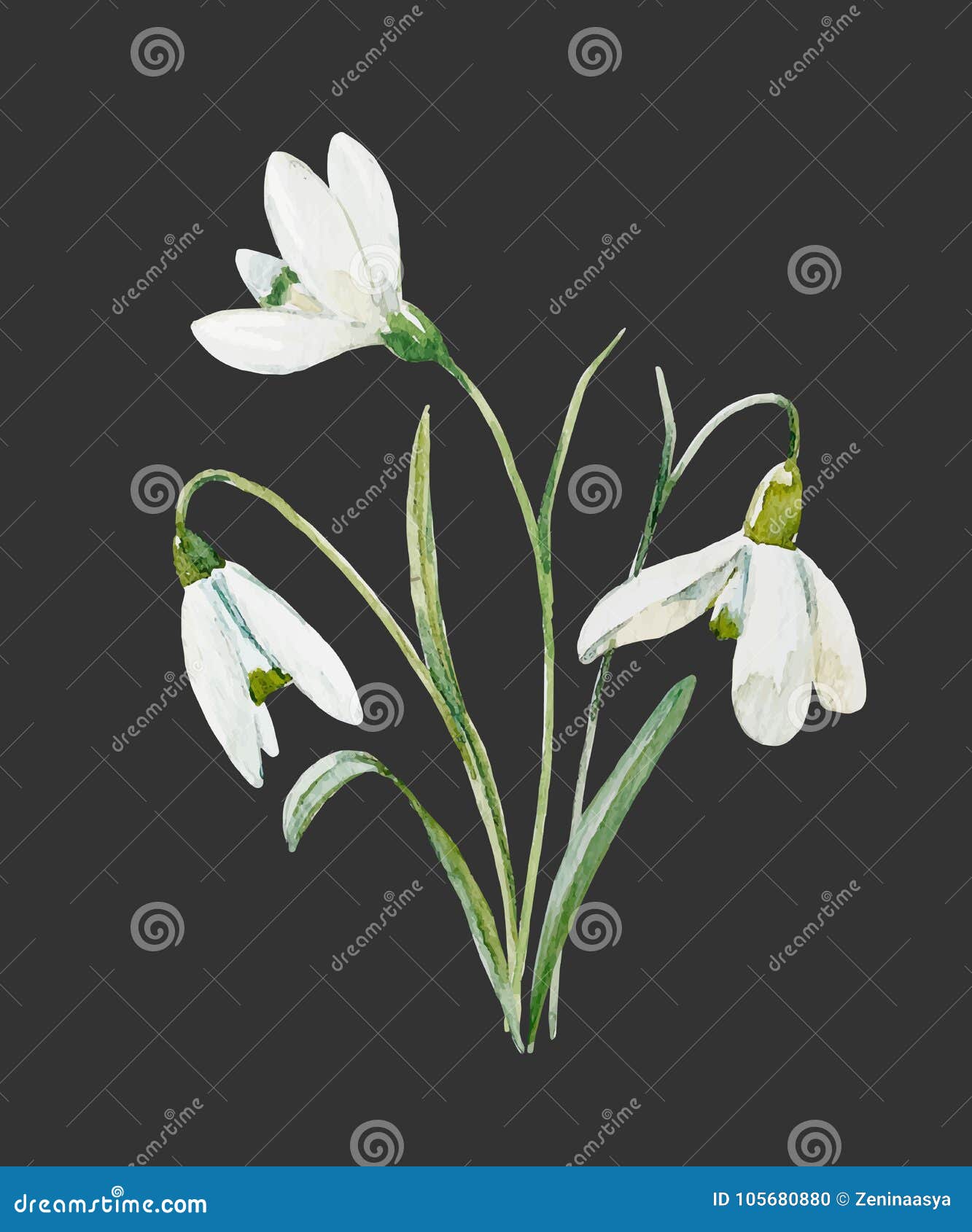 Snowdrop Flower Outline Banner Card Border. Vector Illustration ...