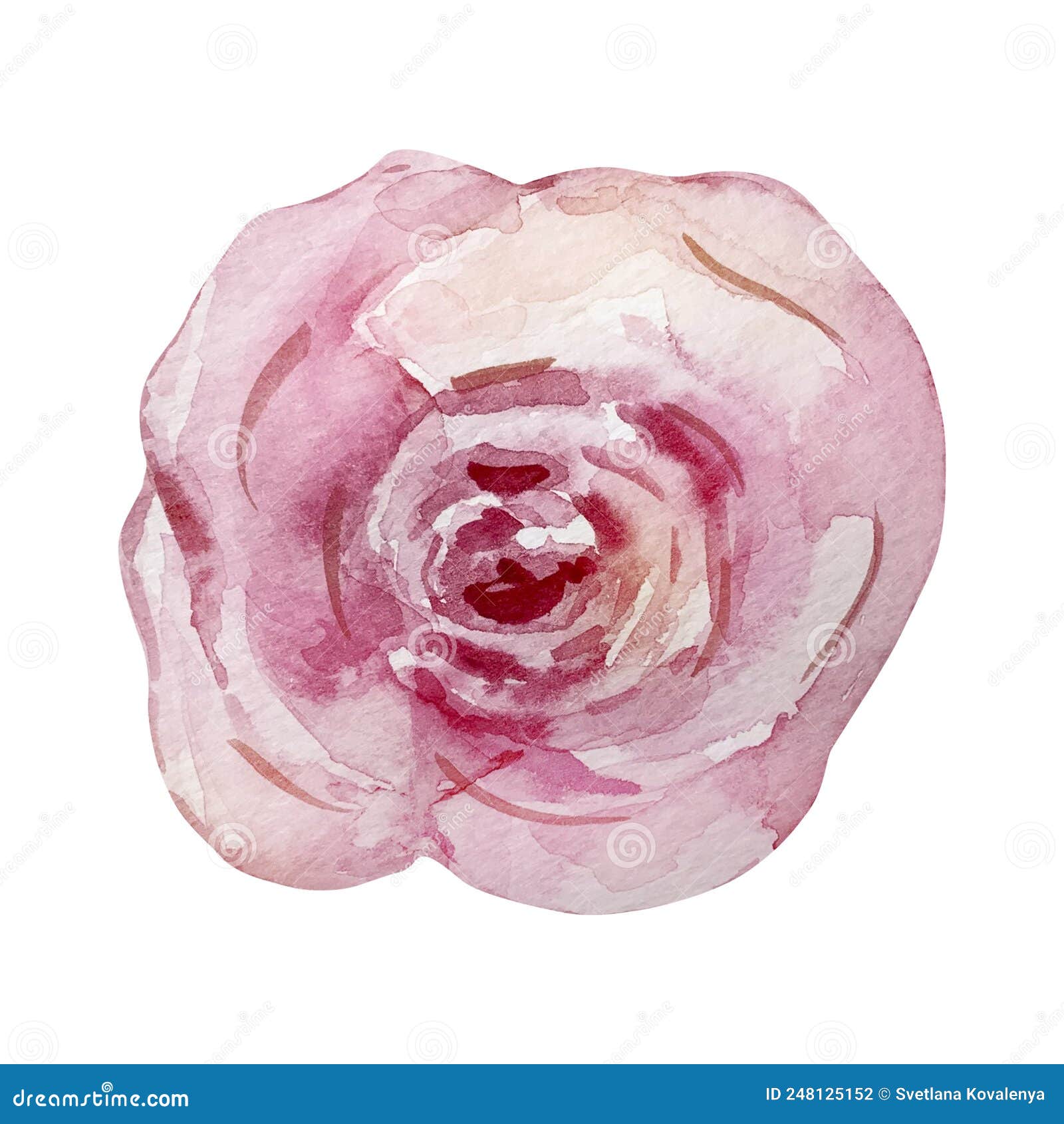 Watercolor Spring Blooming Flower Pink Stock Photo - Image of wedding ...