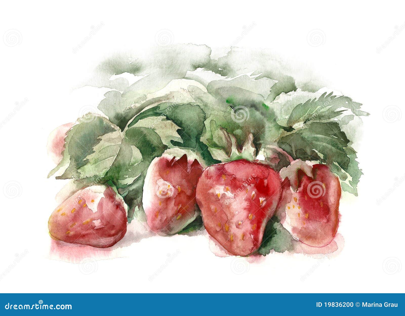 Watercolor-Strawberries- stock illustration. Illustration of healthy ...