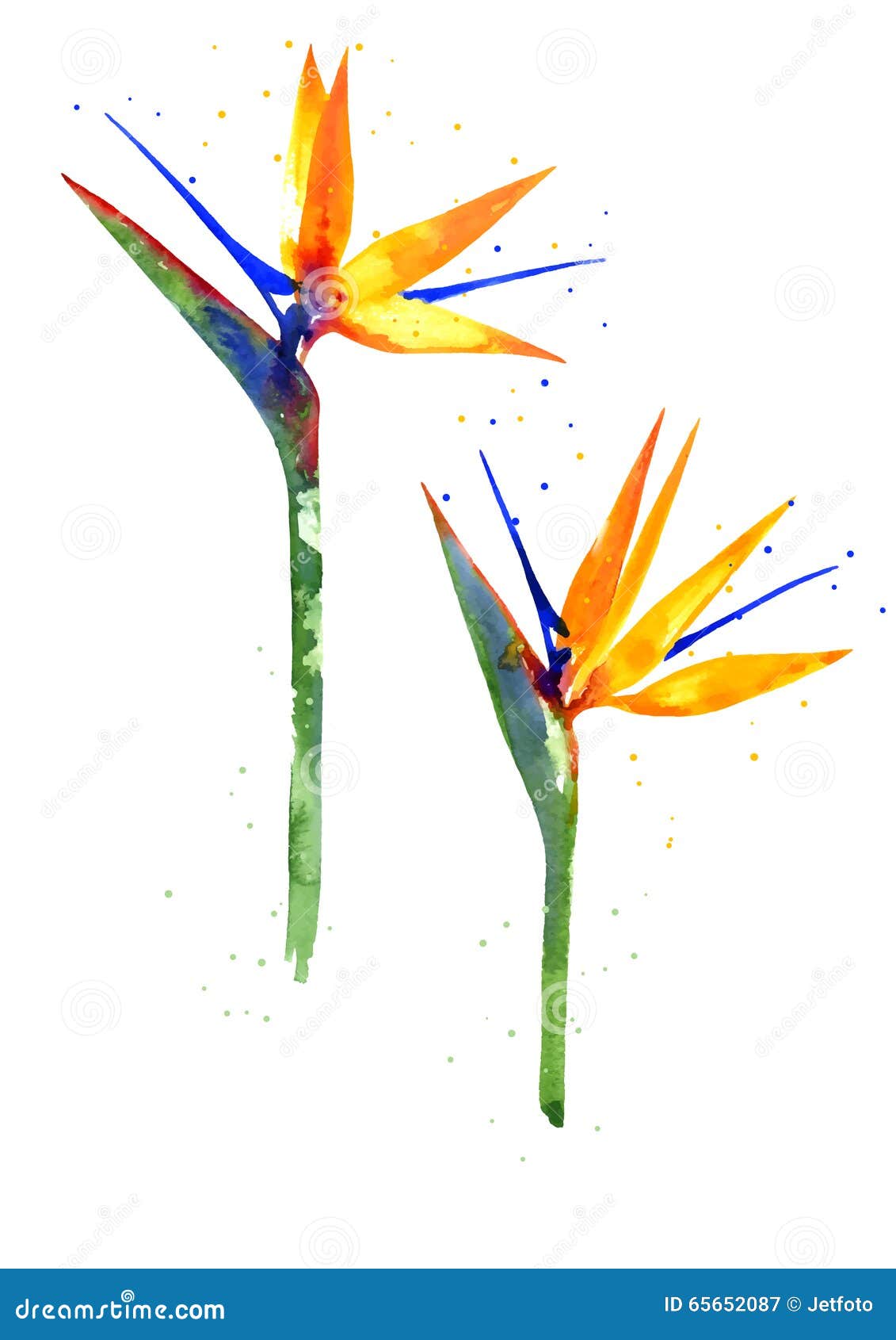 Watercolor Strelitzia Flower Stock Vector - Illustration of iridescent ...