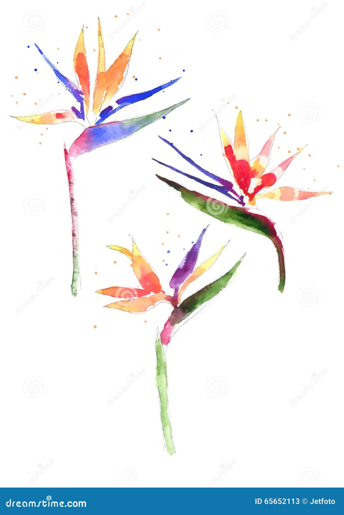 Watercolor Strelitzia Flower Stock Vector - Illustration of background ...