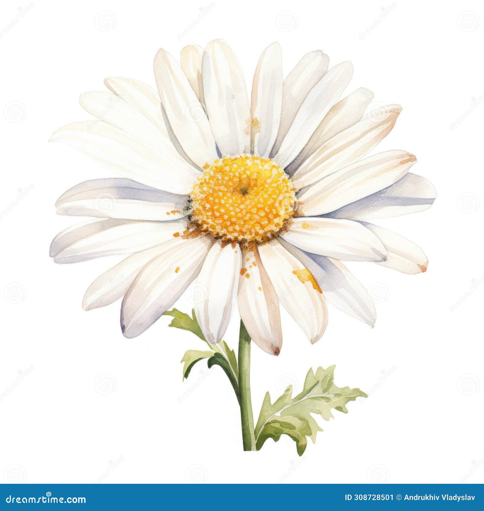 Watercolor-Style a Daisy with White Background Stock Illustration ...