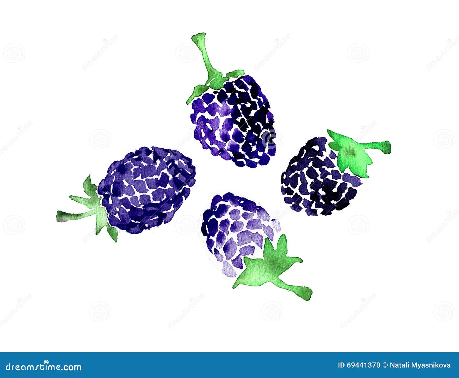 Watercolor Summer Blackberry on White Background Stock Illustration ...