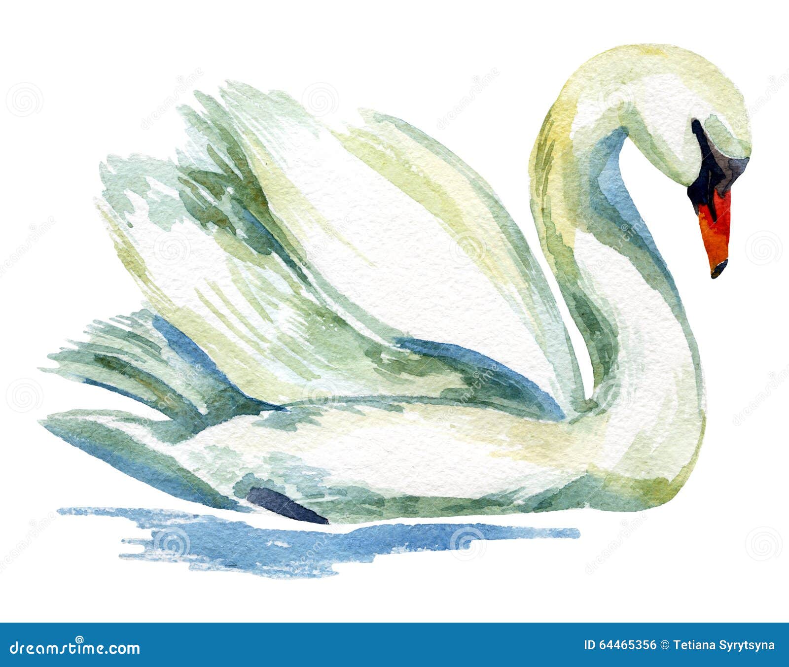 Painting white swan paintings watercolor swan art watercolor Swan ...