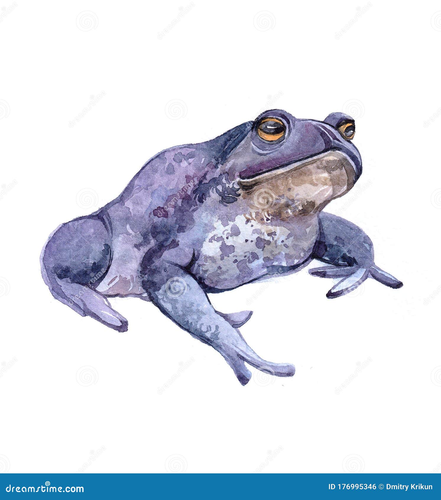 Watercolor toad animal stock illustration. Illustration of colorful ...