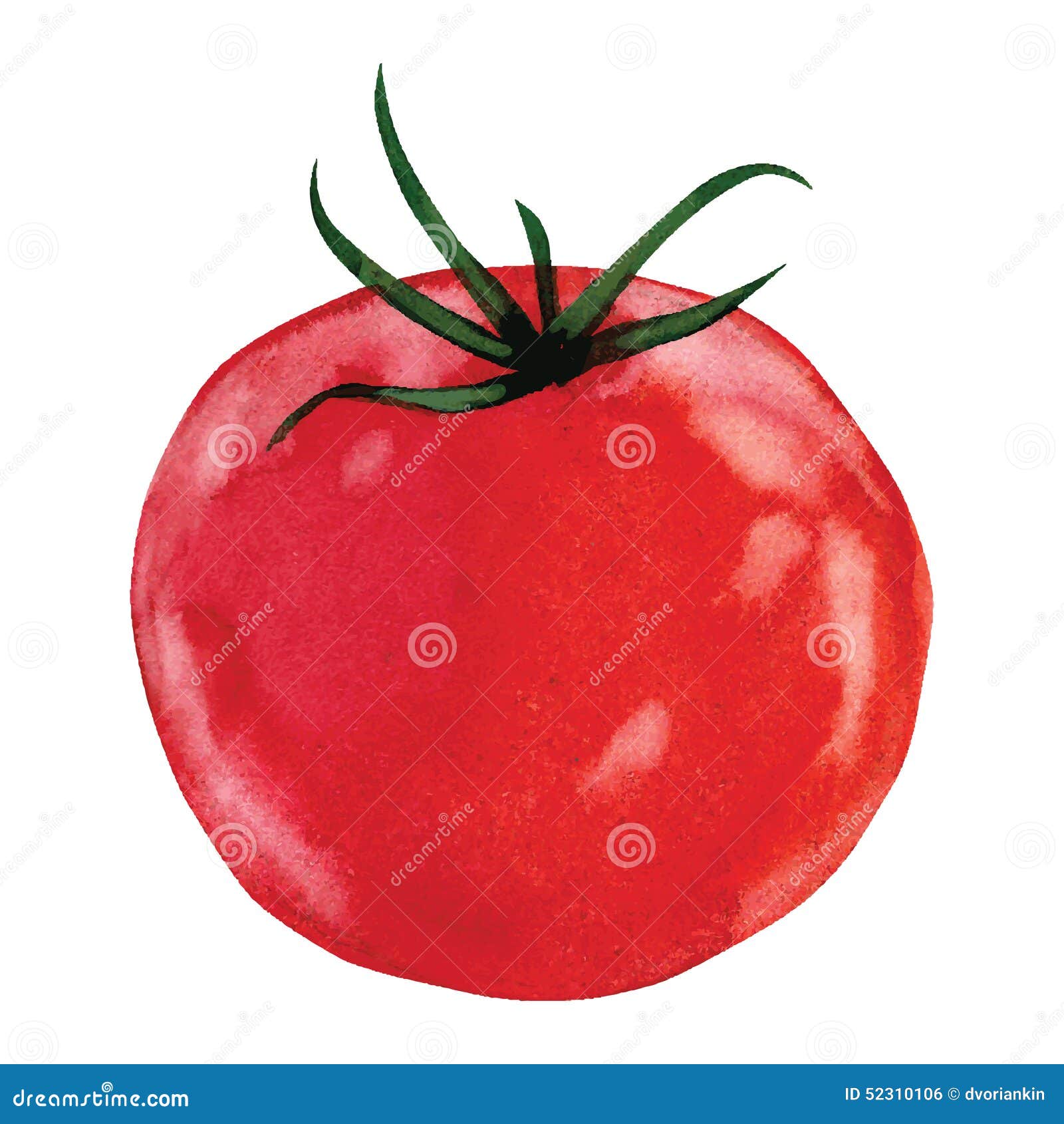 Watercolor tomato stock vector. Illustration of vector - 52310106