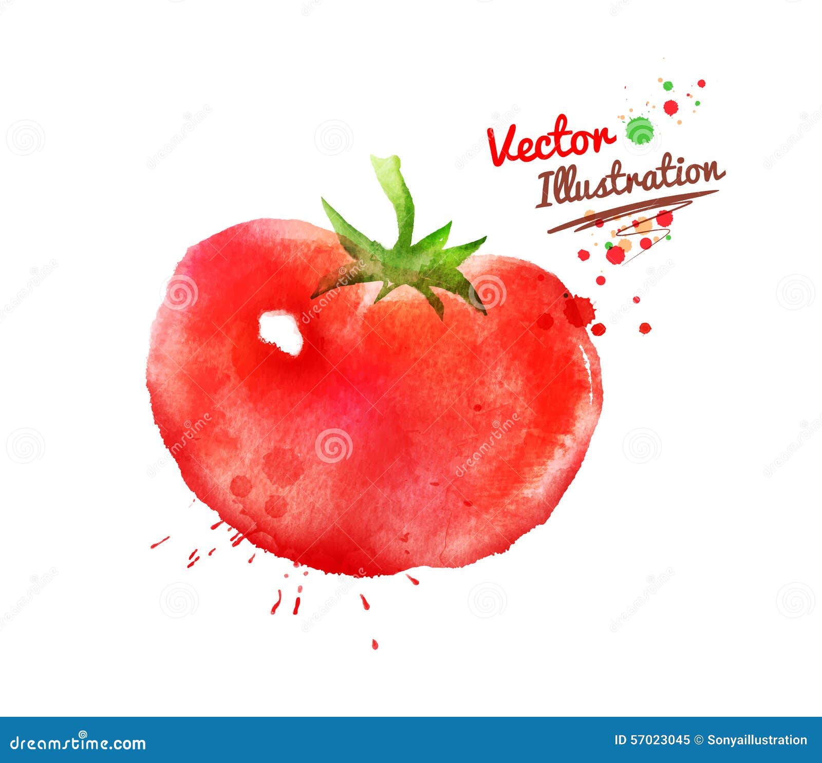 Watercolor tomato stock vector. Illustration of bright - 57023045