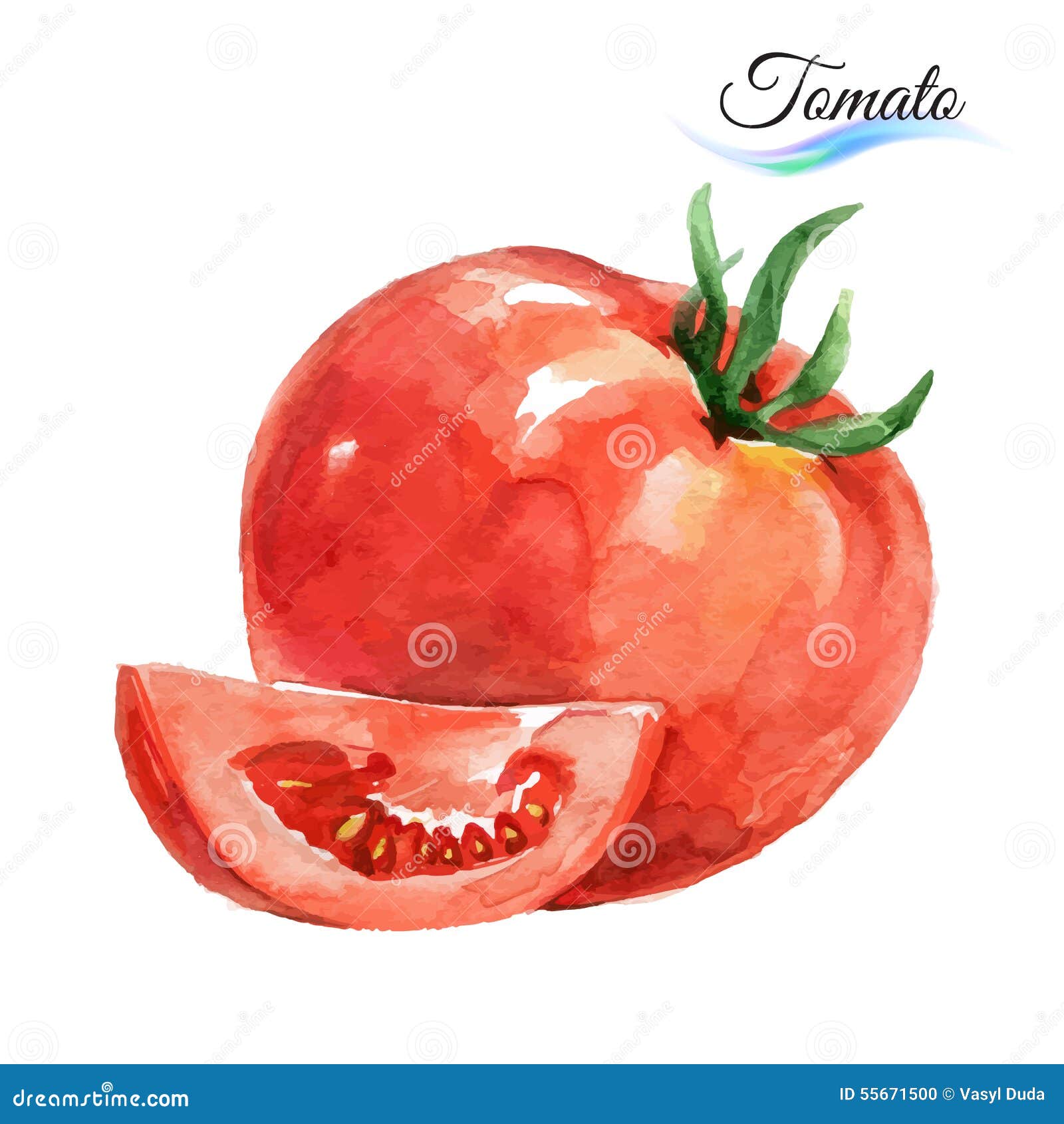 Watercolor tomato stock vector. Illustration of fresh - 55671500
