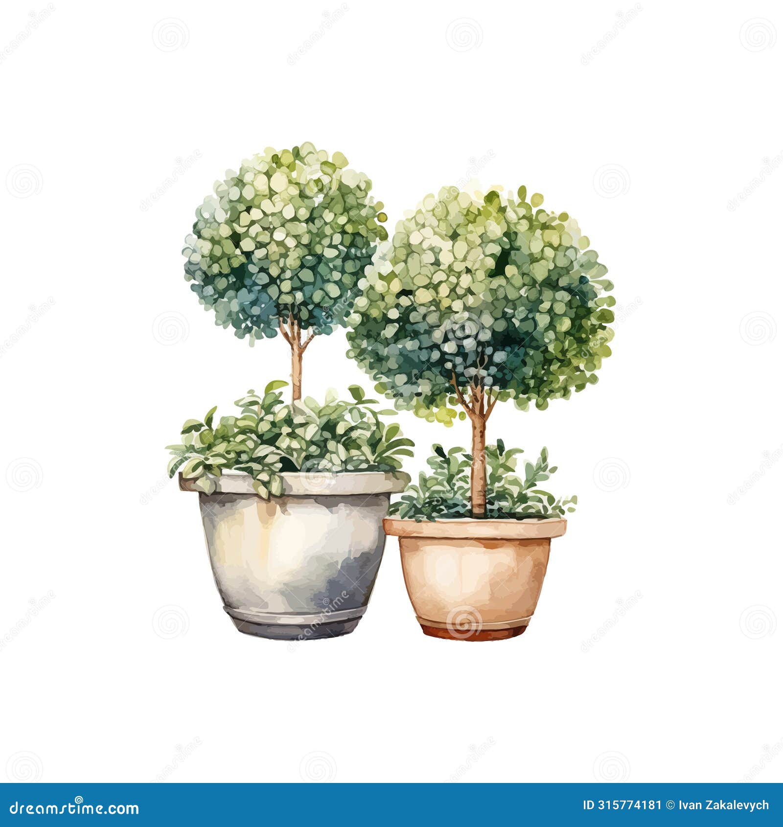 Watercolor Topiary Trees in Planters. Vector Illustration Design Stock ...