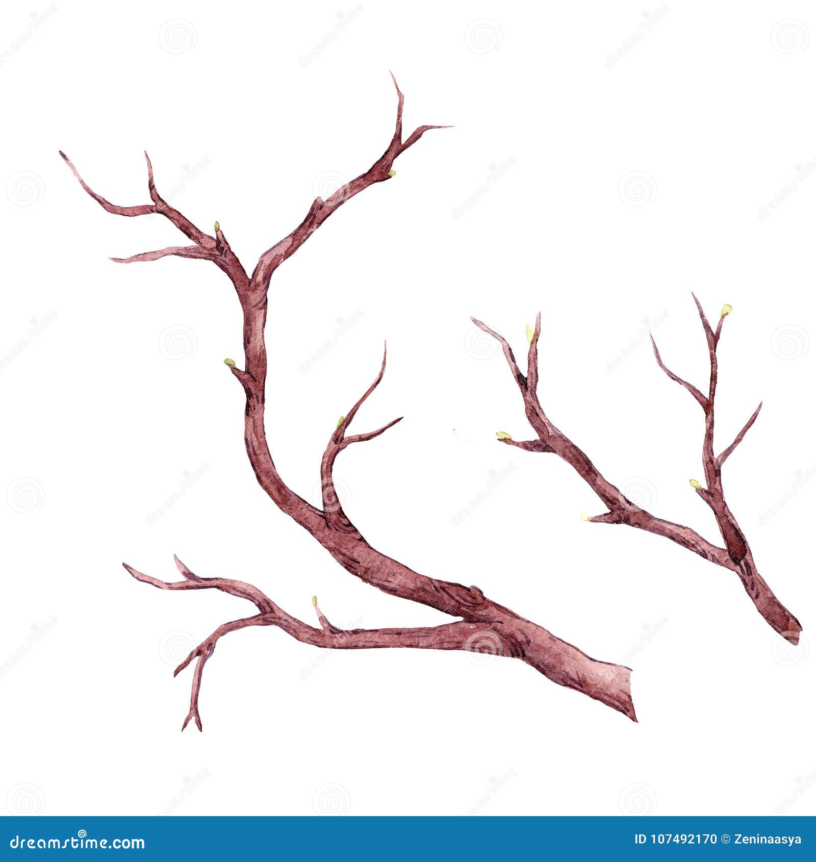 Watercolor Tree Branch Composition Stock Illustration - Illustration of ...