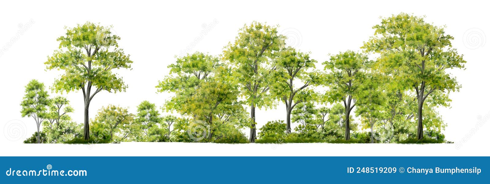 Tree Side View Isolated On White Background For Landscape Stock Image ...