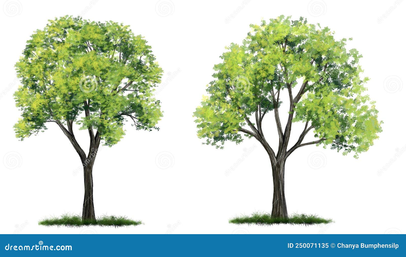 Tree Side View Isolated on White Background for Landscape Stock Image ...
