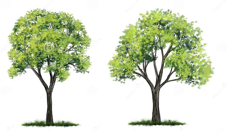 Tree Side View Isolated on White Background for Landscape Stock Image ...