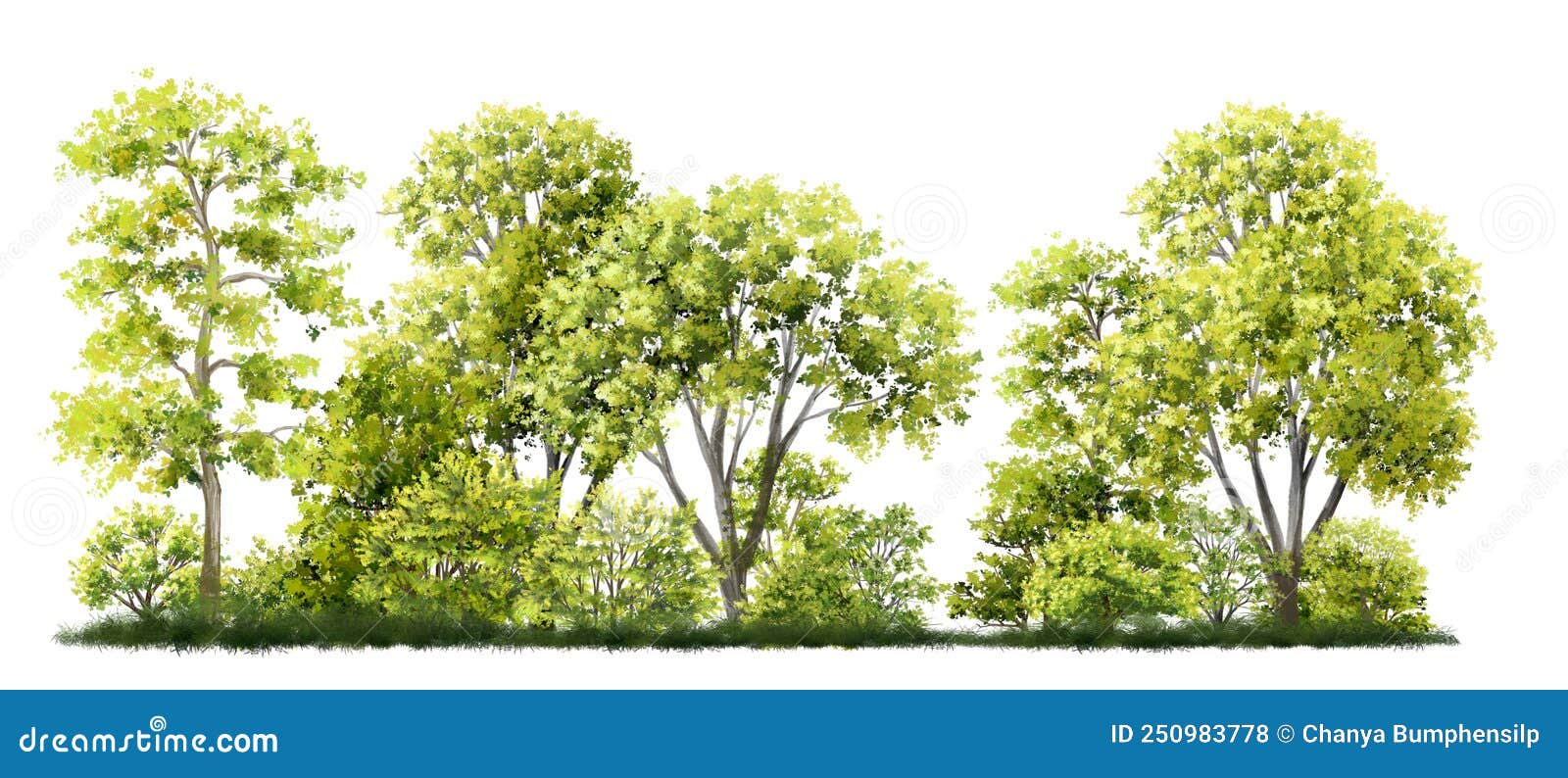 Tree Side View Isolated on White Background for Landscape Stock ...