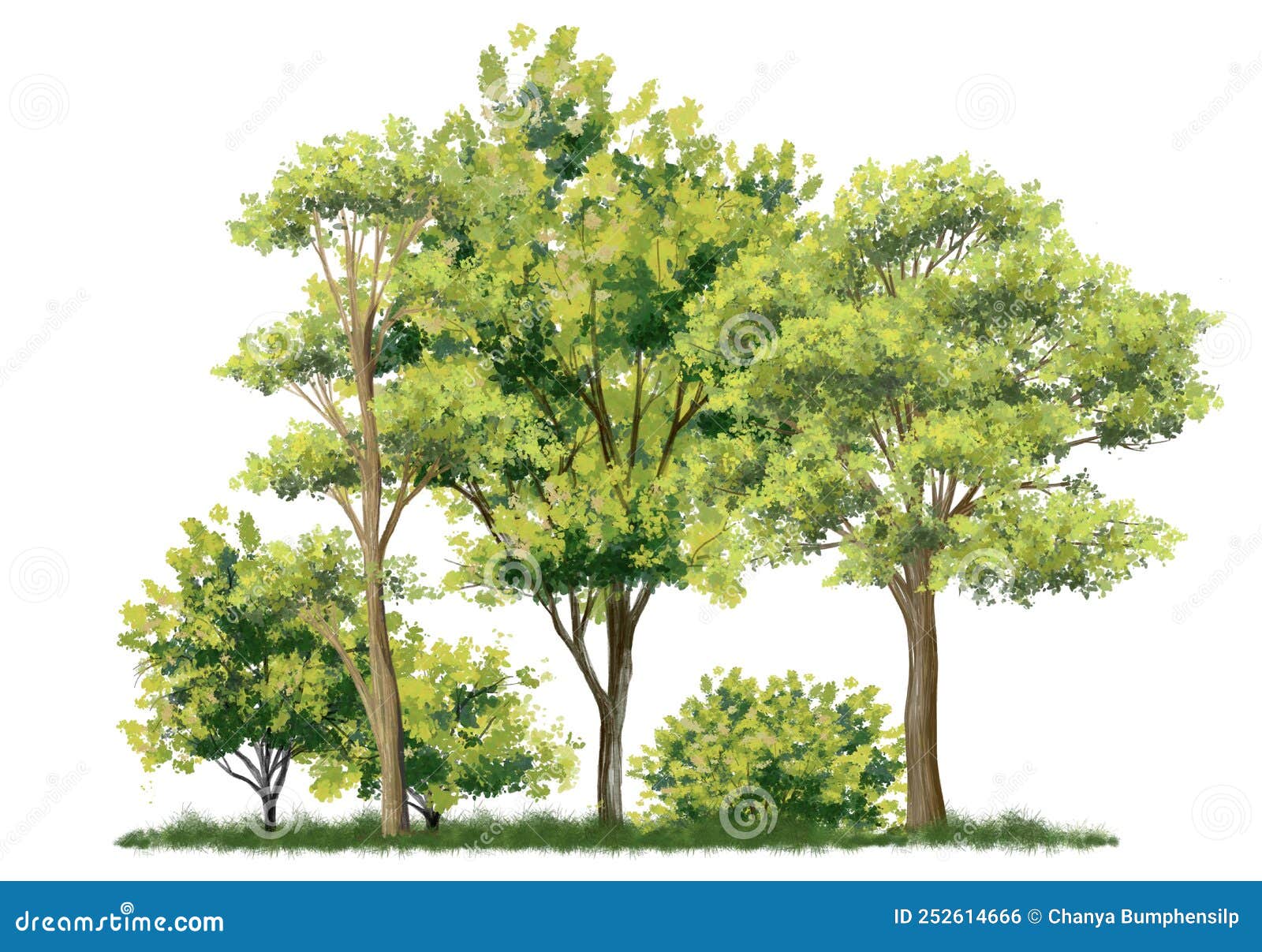 Tree Side View For Landscape And Architecture Drawing, Elements For ...