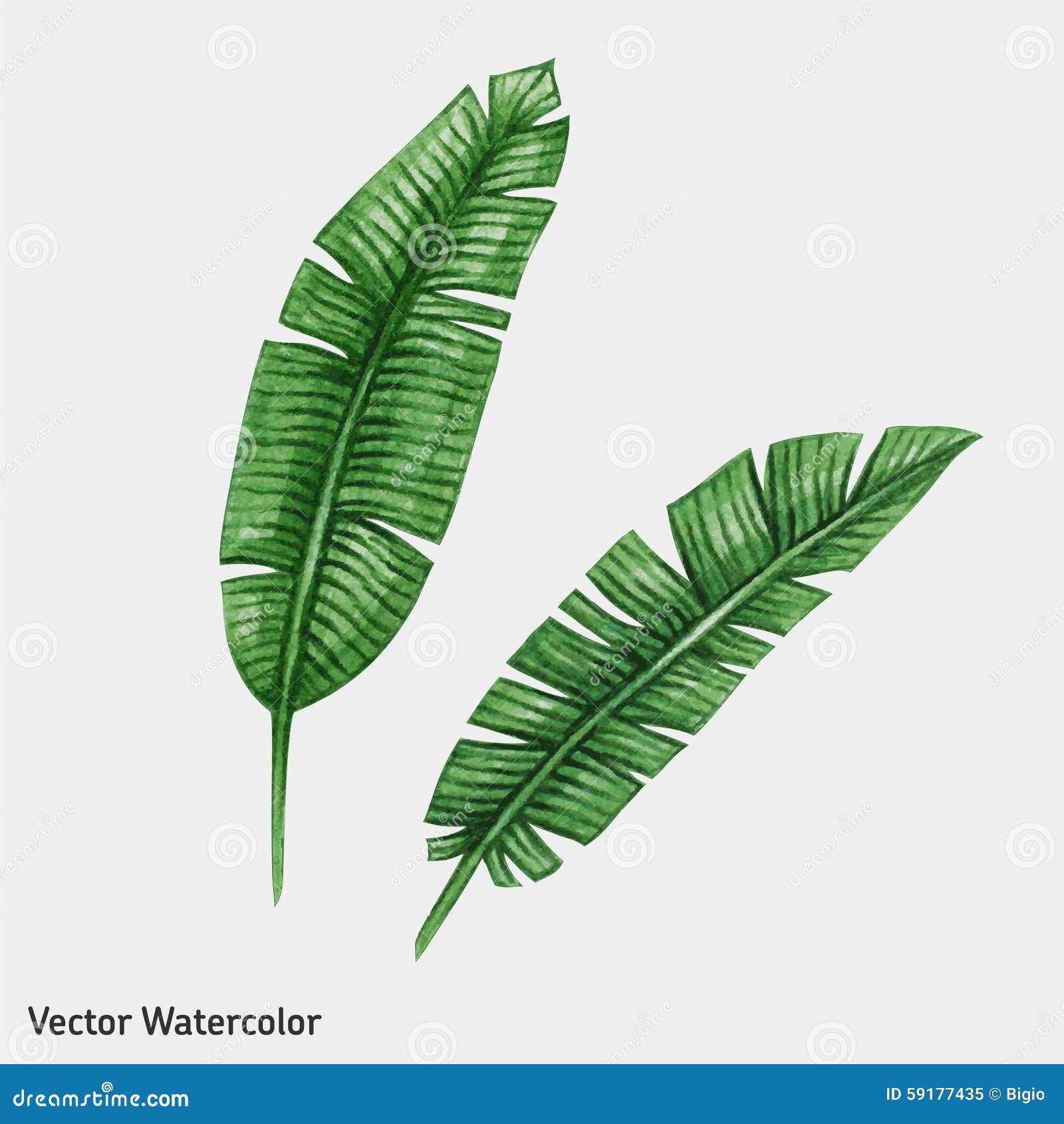 Watercolor Tropical Palm Leaves Stock Vector - Illustration of decor ...