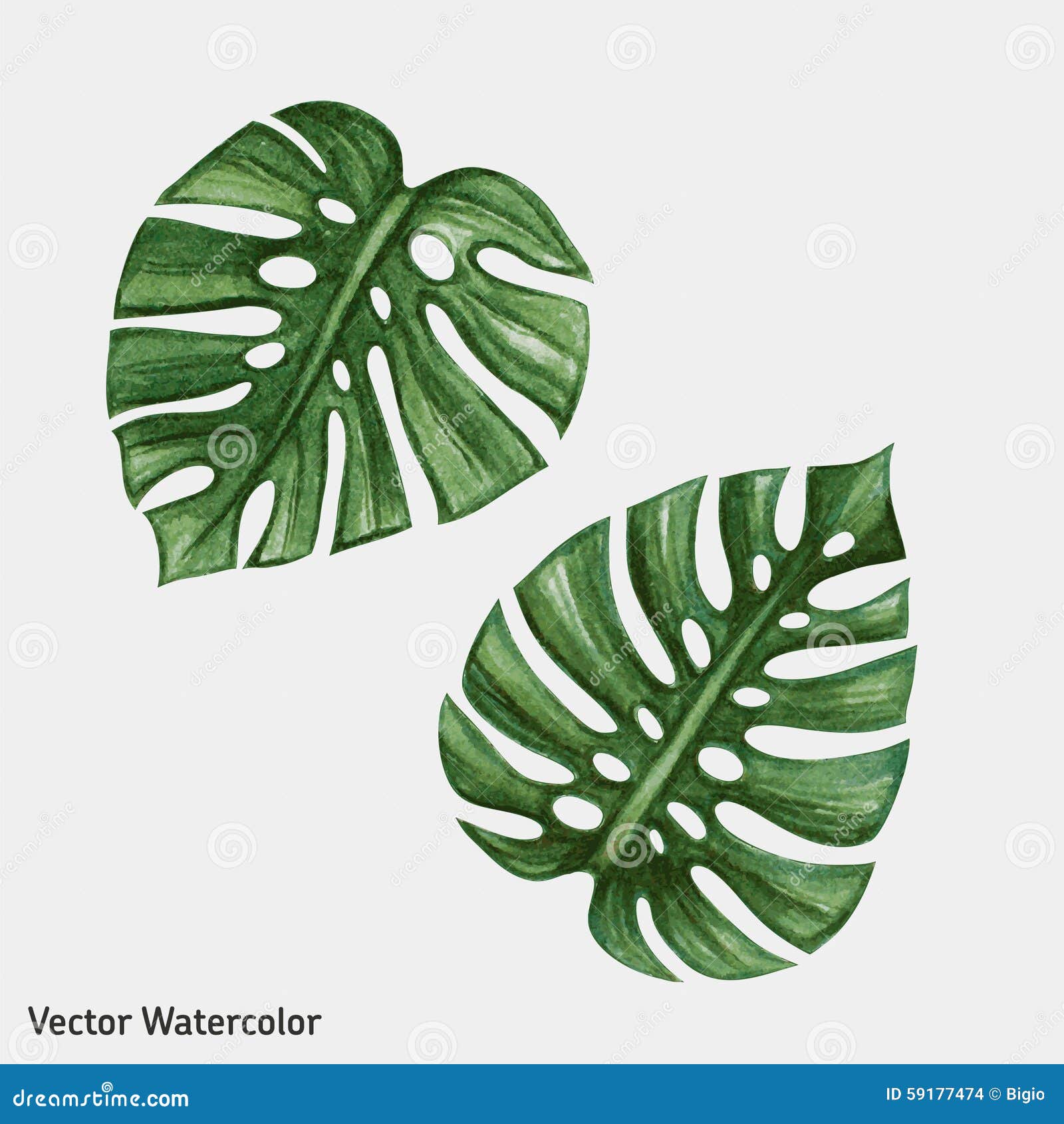 Watercolor Tropical Palm Leaves Stock Vector - Illustration: 59177474