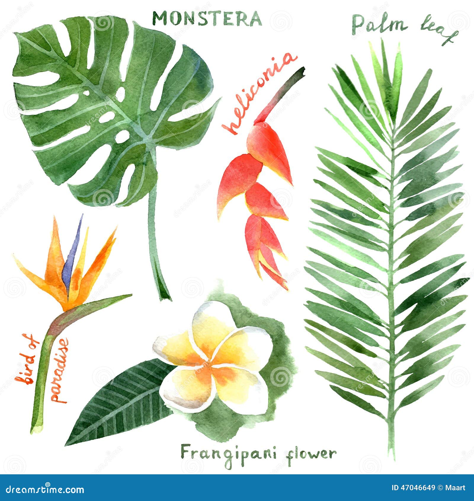 Watercolor tropical plants stock vector. Illustration of climate - 47046649