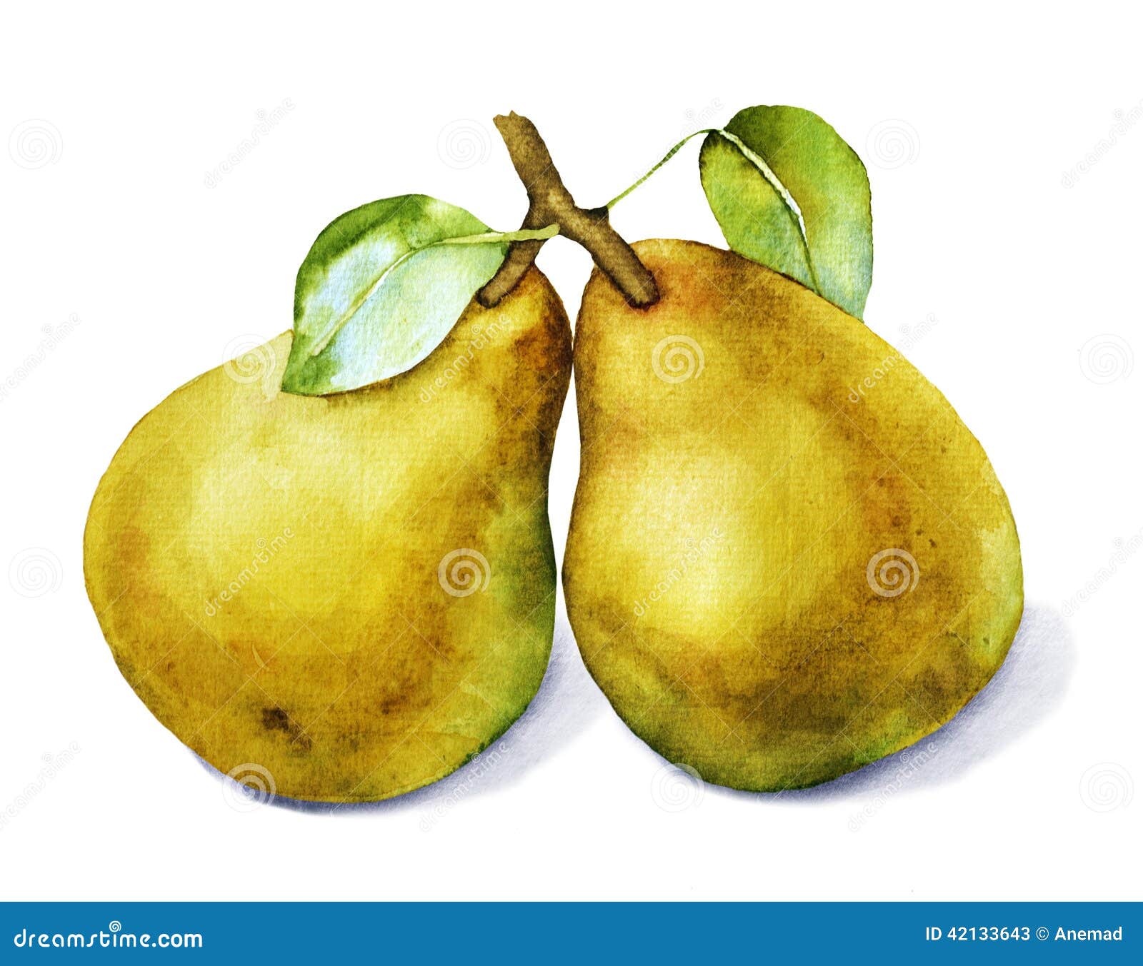 Watercolor with two pears stock illustration. Illustration of group ...