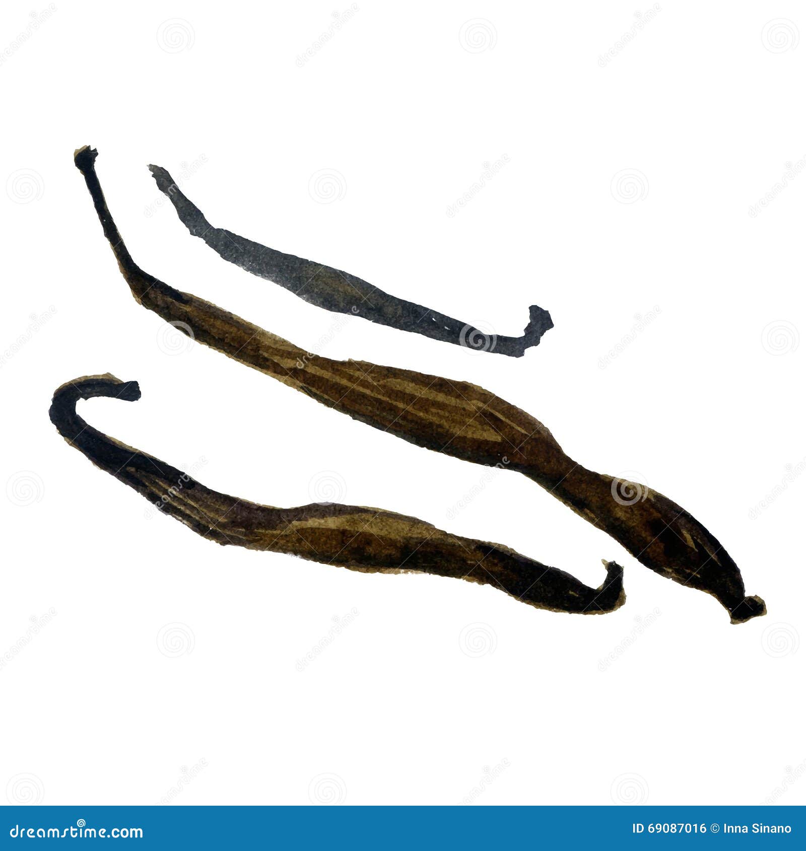 Watercolor Vanilla Sticks Isolated Stock Vector - Illustration of drawn ...