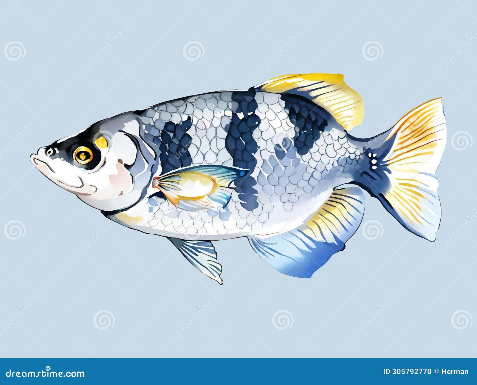 Watercolor Vector Archer Fish Illustration Stock Illustration ...