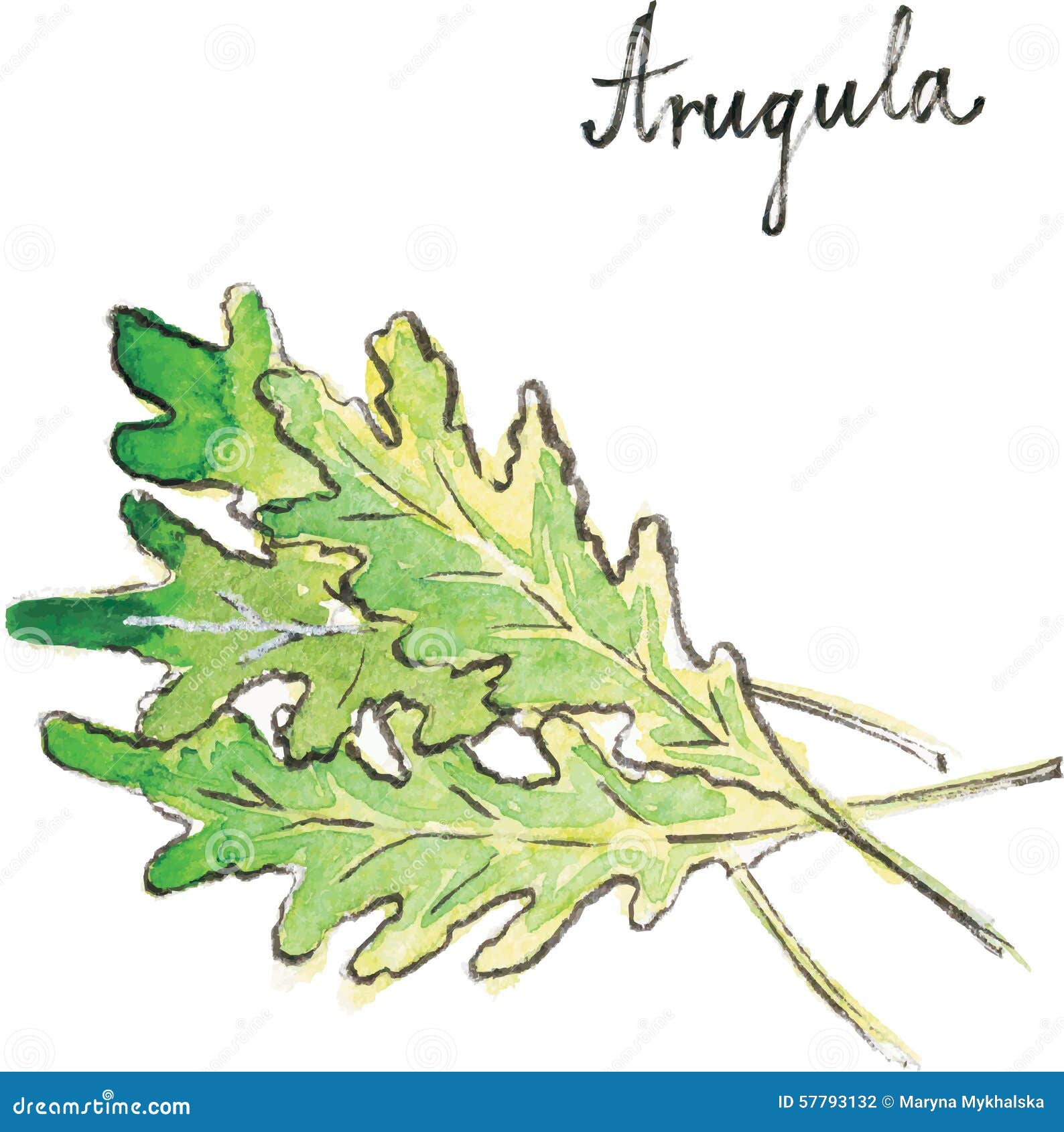 Watercolor vector arugula stock vector. Illustration of green - 57793132