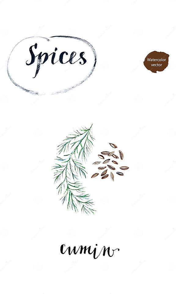 Watercolor Cumin Seed with Twig Stock Vector - Illustration of kitchen ...