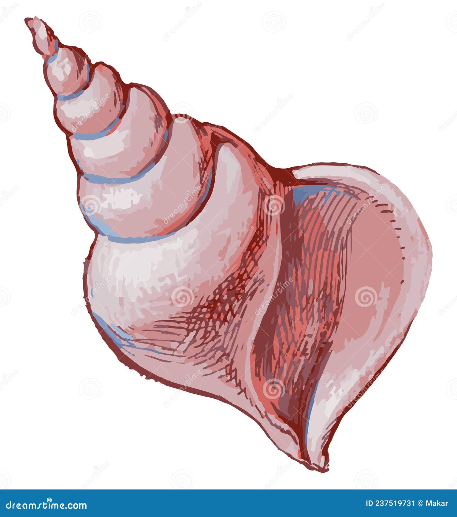 Watercolor Vector Drawing of Big Pink Seashell Stock Vector ...