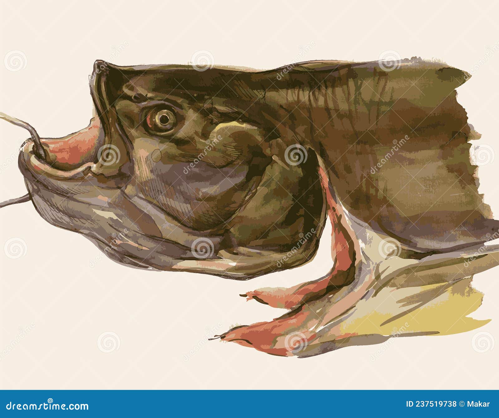 Watercolor Vector Drawing of Head Caught Fresh Big River Fish Stock ...