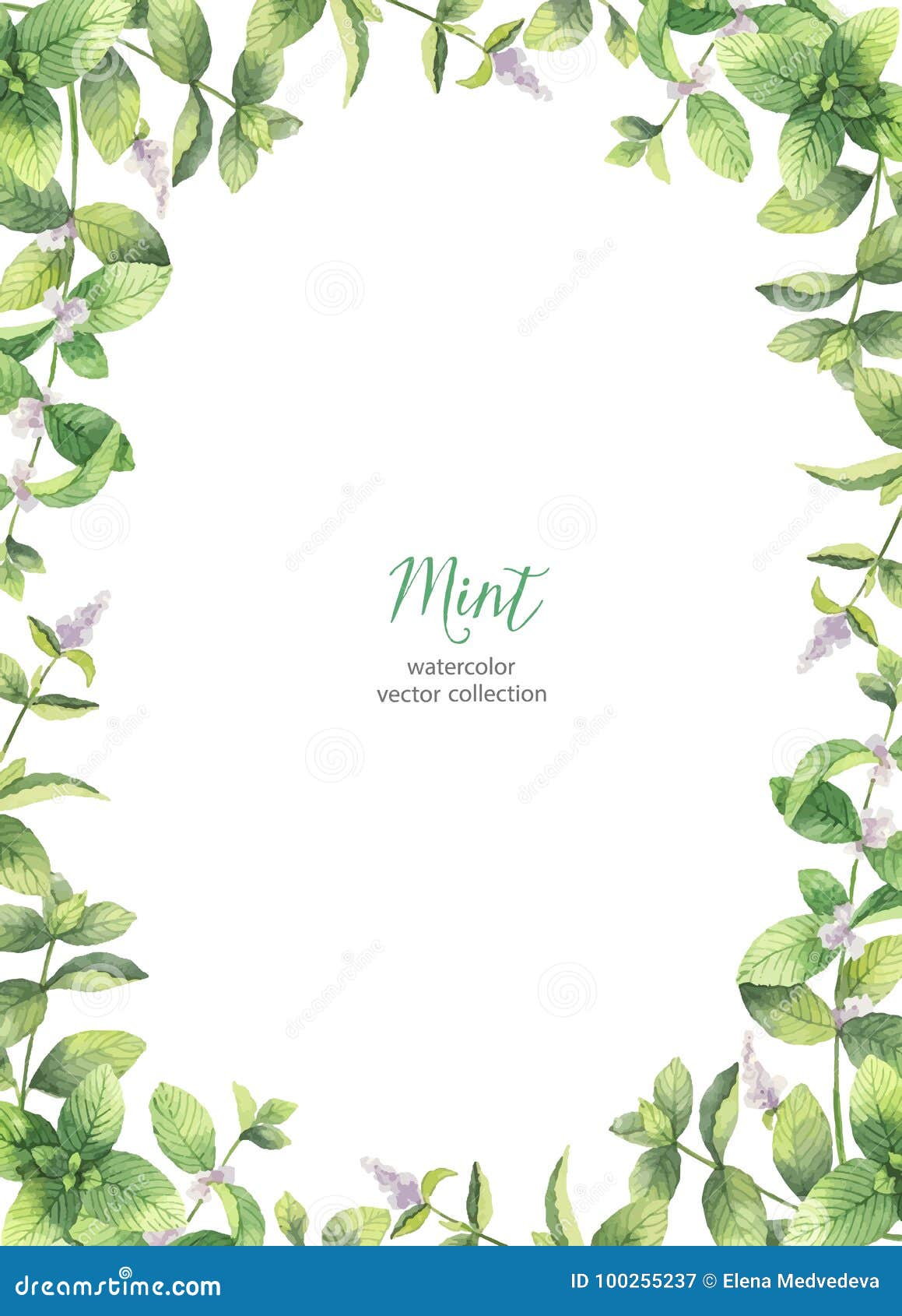 Watercolor Vector Frame of Mint Branches on White Background. Stock ...