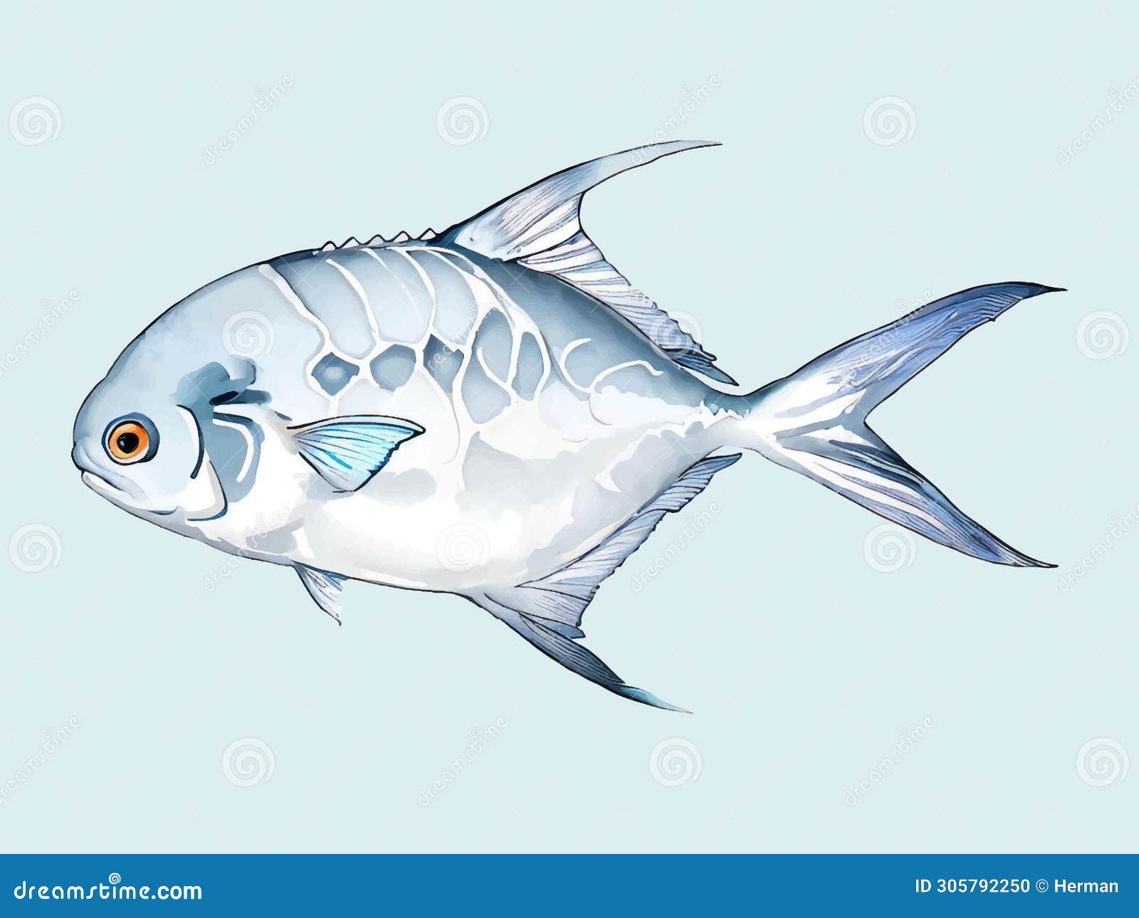 Watercolor Vector Permit Fish Illustration Vector Stock Vector ...