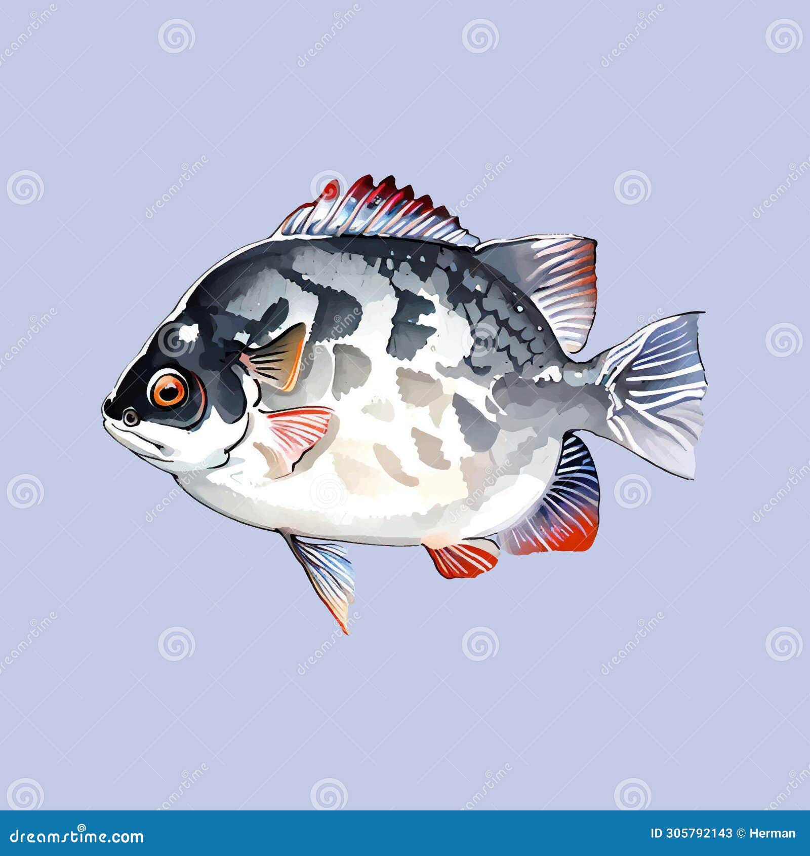 Watercolor Vector Scat Fish Illustration Stock Vector - Illustration of ...