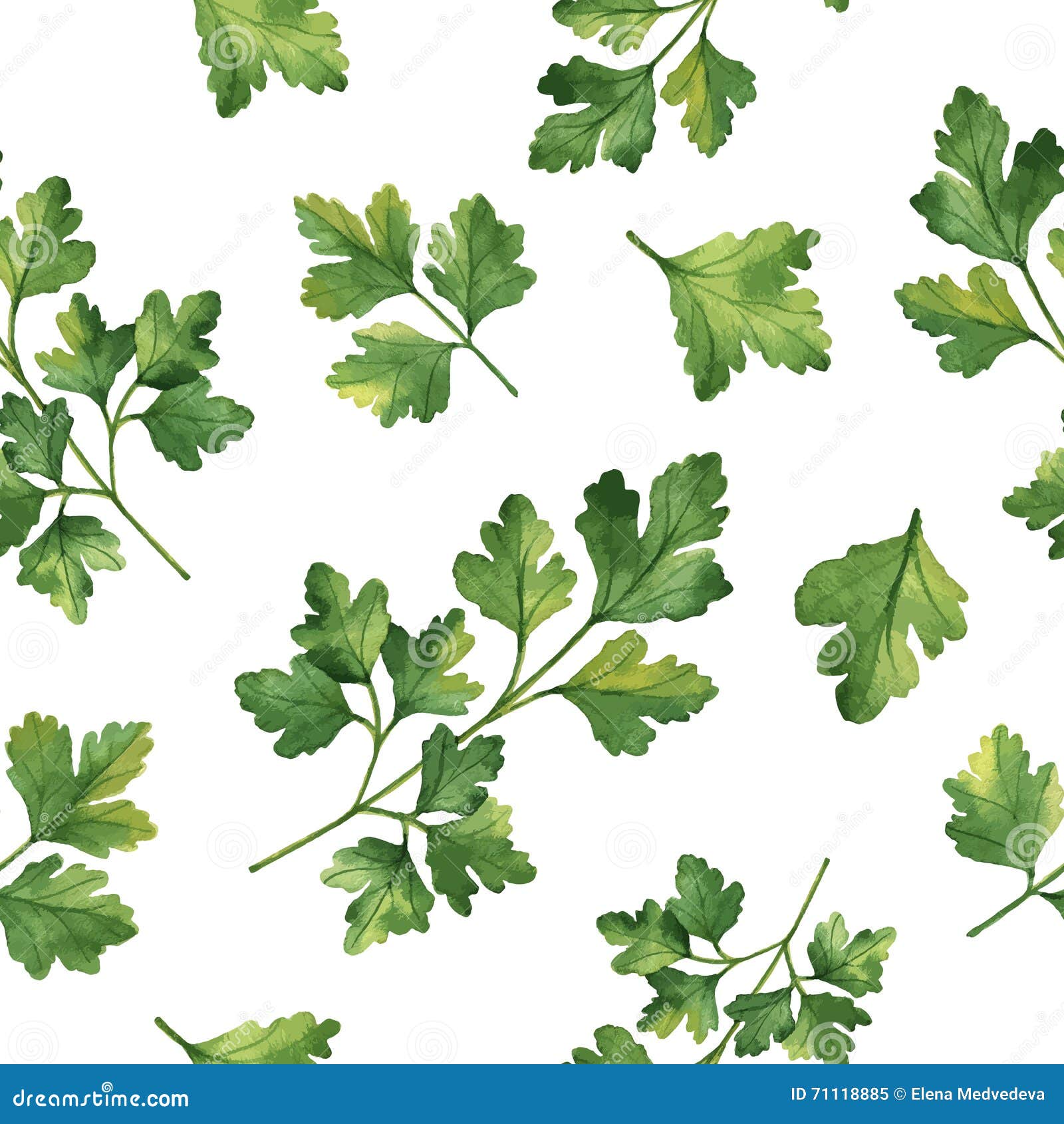 Watercolor Vector Seamless Pattern Hand Drawn Herb Cilantro . Stock ...