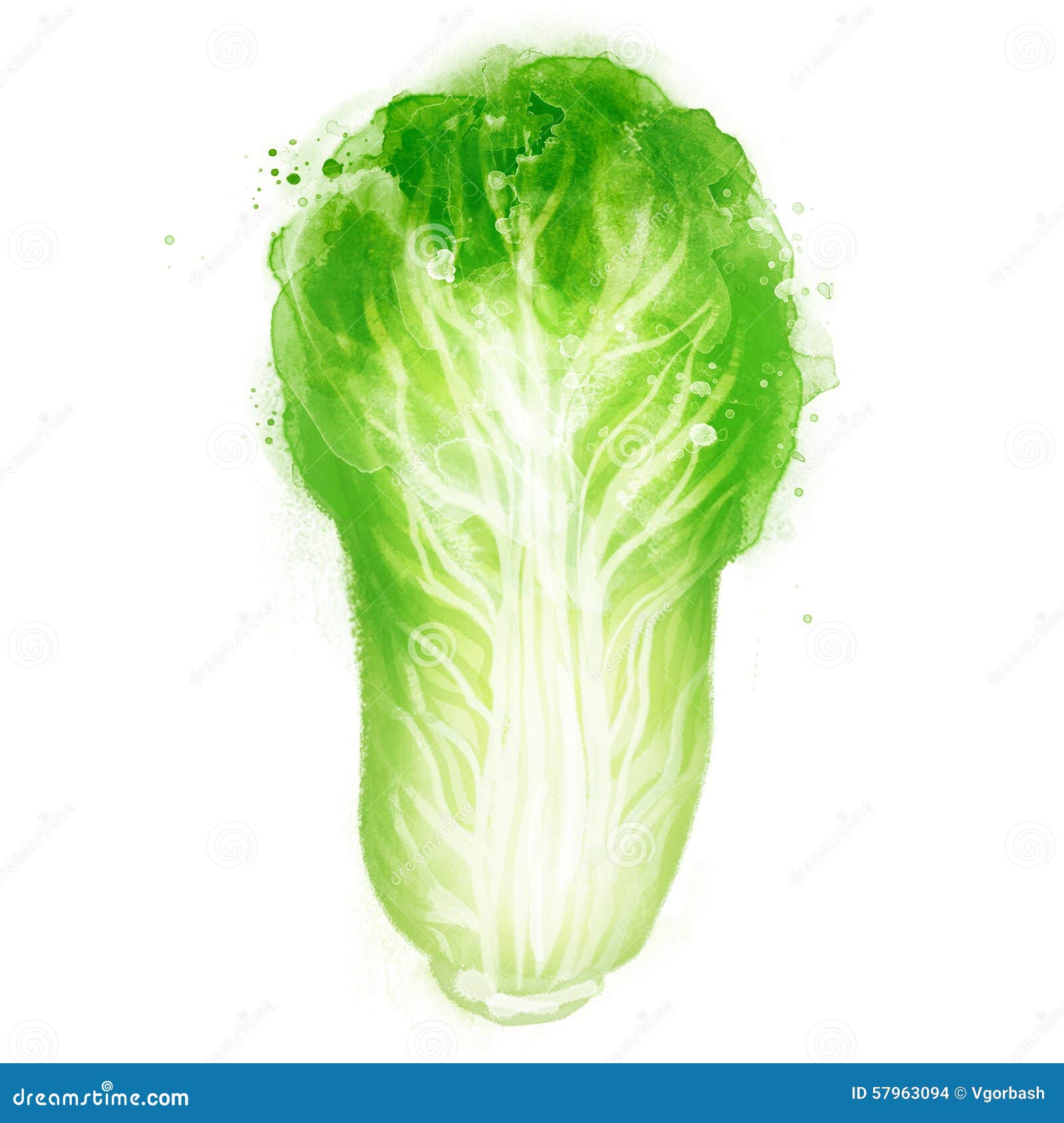 Watercolor Vector Vegetables Set: Napa Cabbage Stock Vector ...