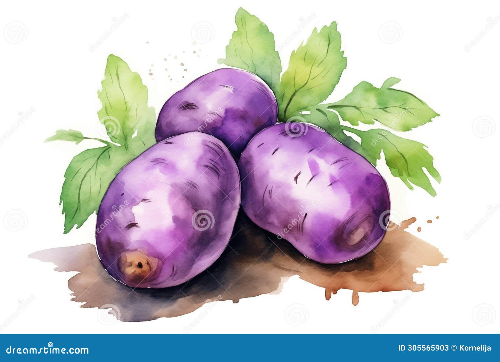 Watercolor Violet Potatoes Isolated on White Stock Illustration ...