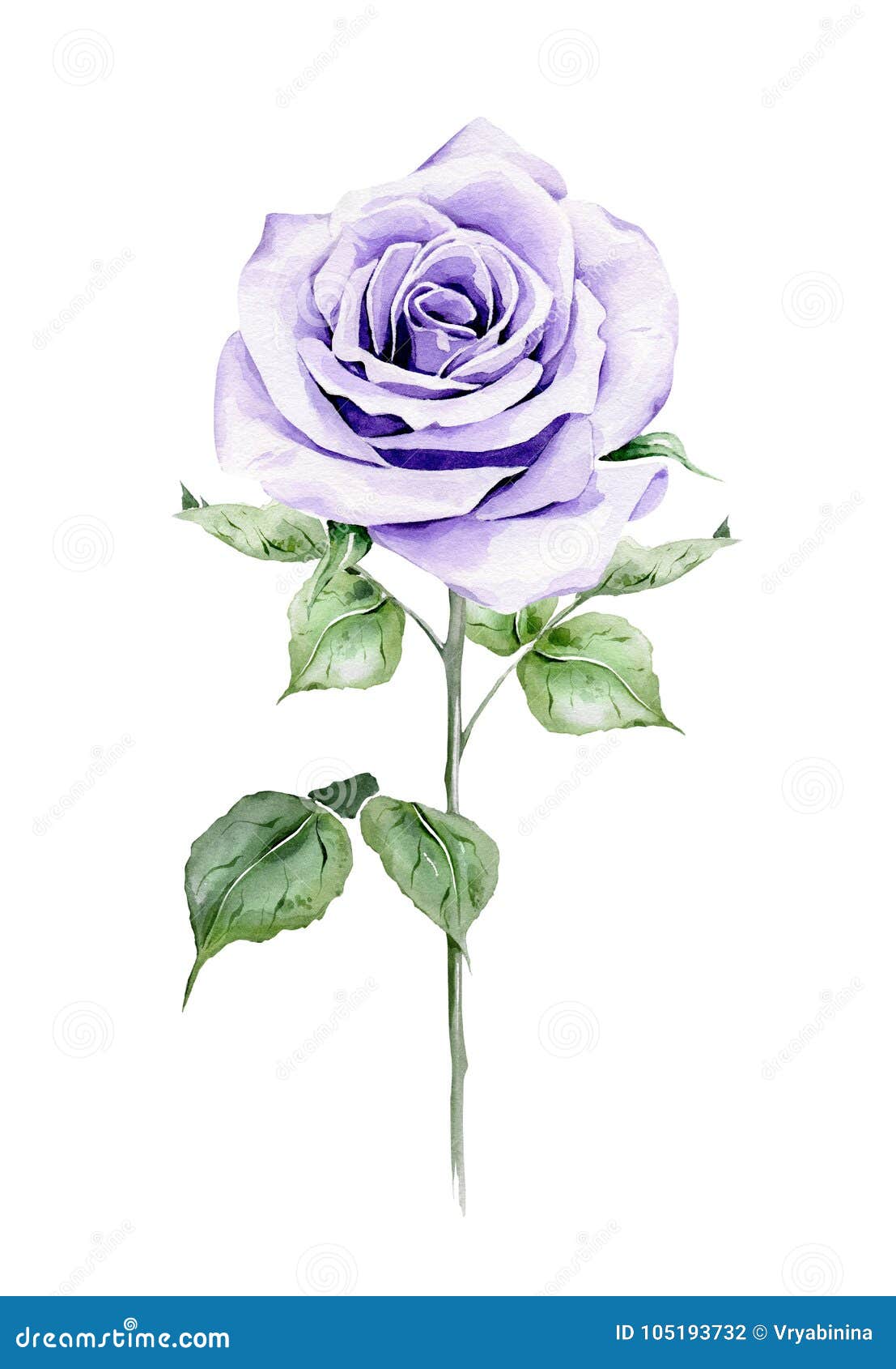 Watercolor violet rose stock illustration. Illustration of natural ...
