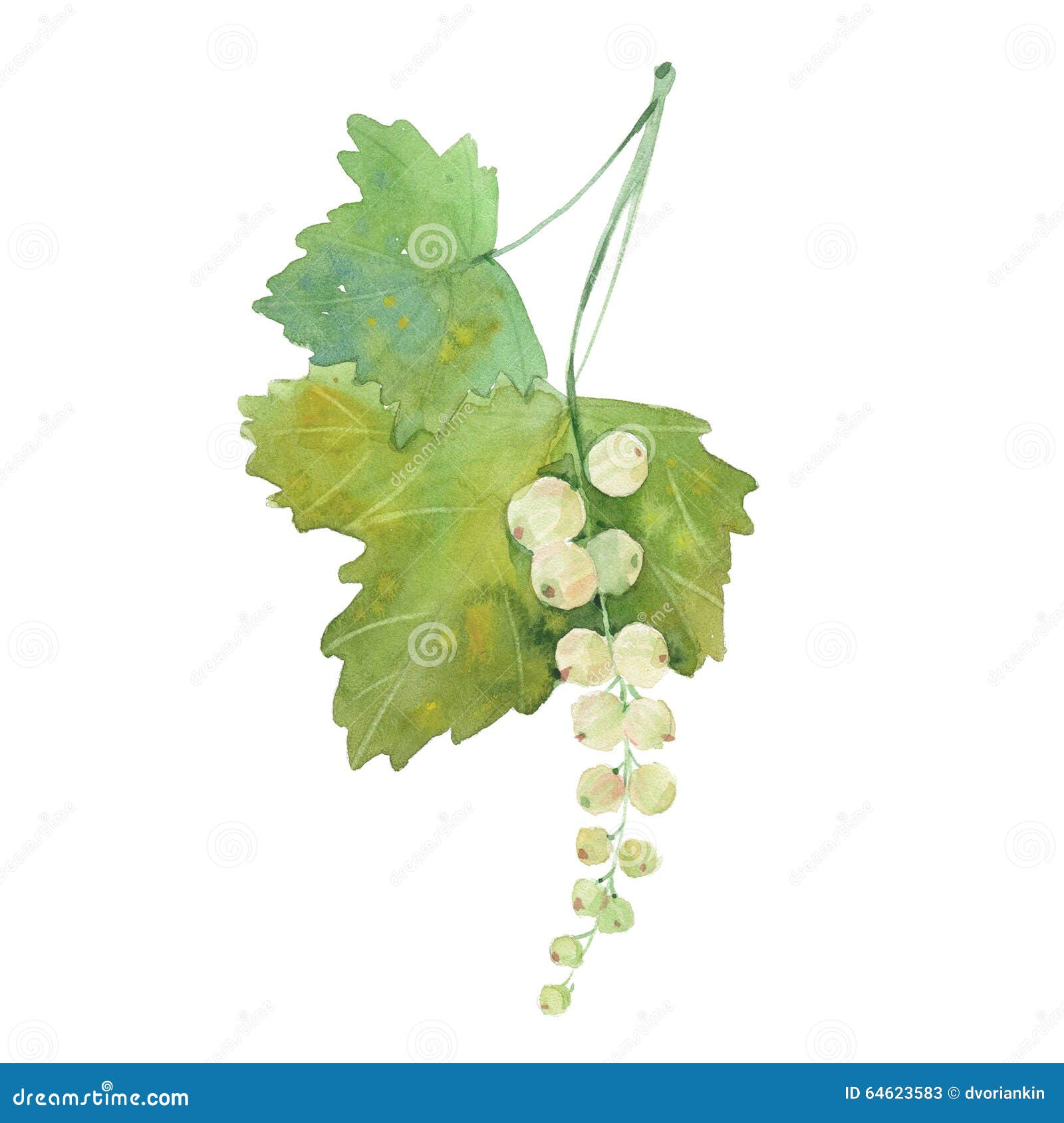 Watercolor white currant stock illustration. Illustration of background ...