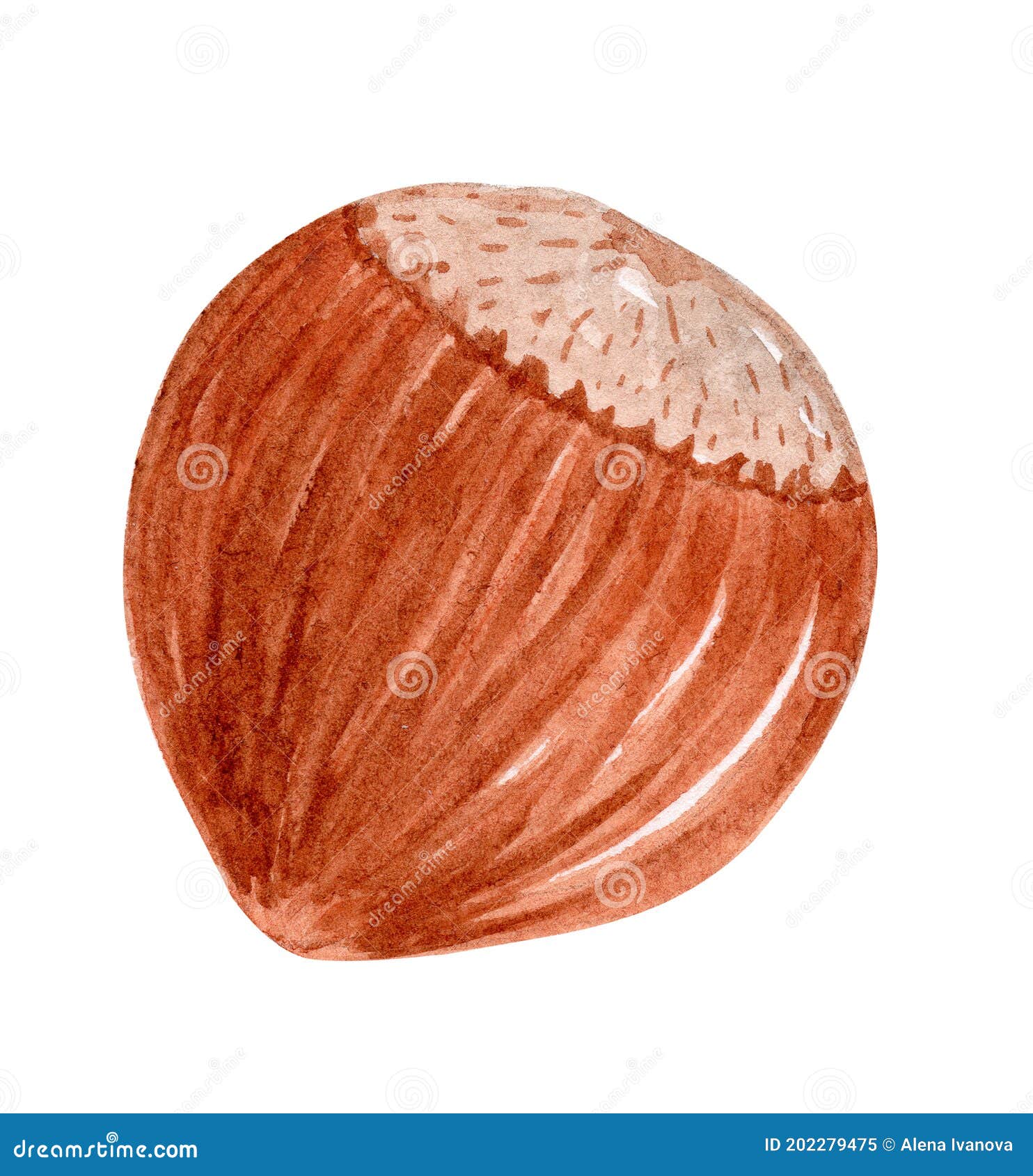 Watercolor Whole Hazelnut in Shell Isolated on White Background Stock ...
