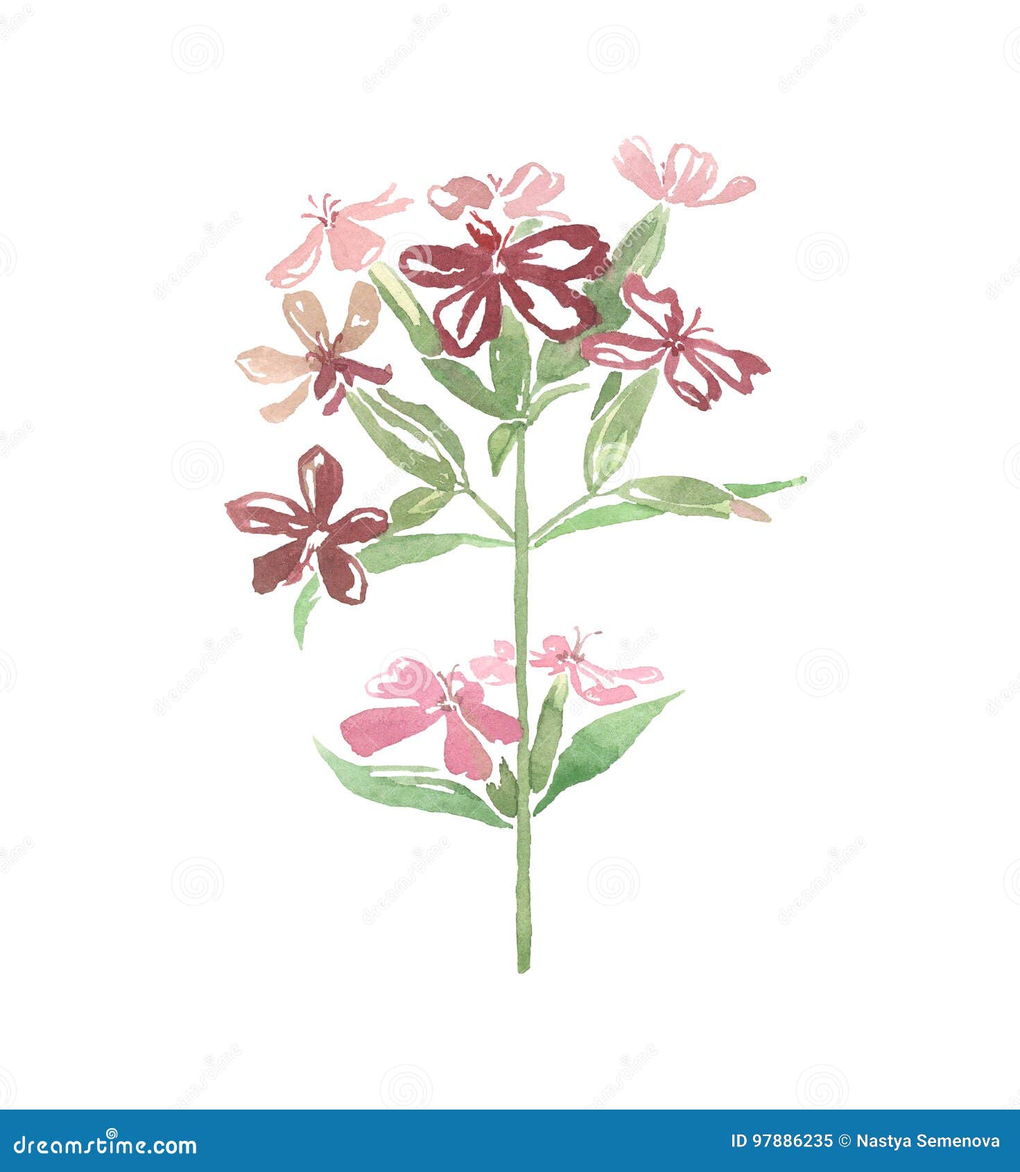 Toadflax, Graphic Black And White Drawing, Botanical Sketch Stock ...