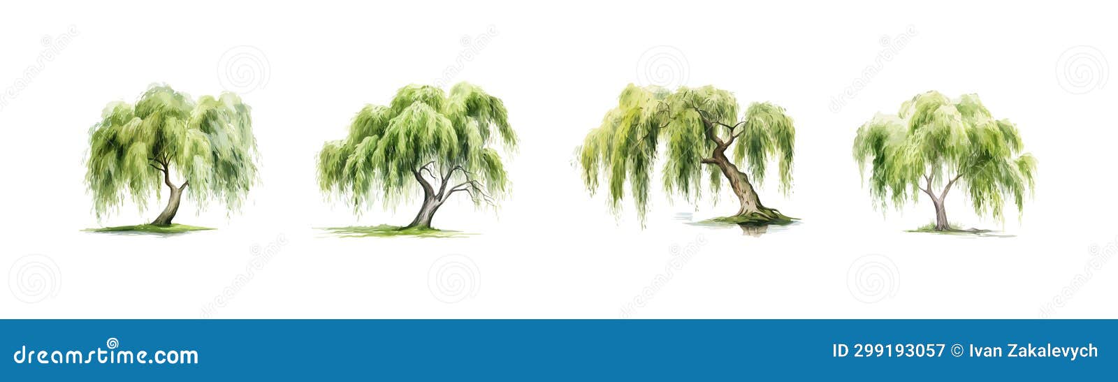 Watercolor Willow Tree Set. Vector Illustration Design Stock ...